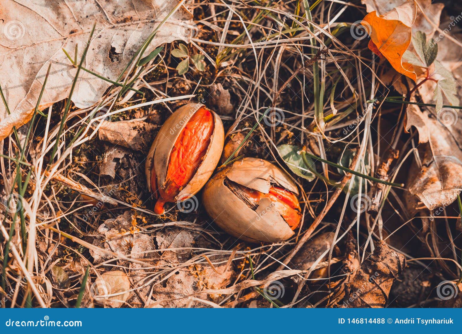 The Acorn Laid a Root between the Leaves in the Forest. Stock Photo ...