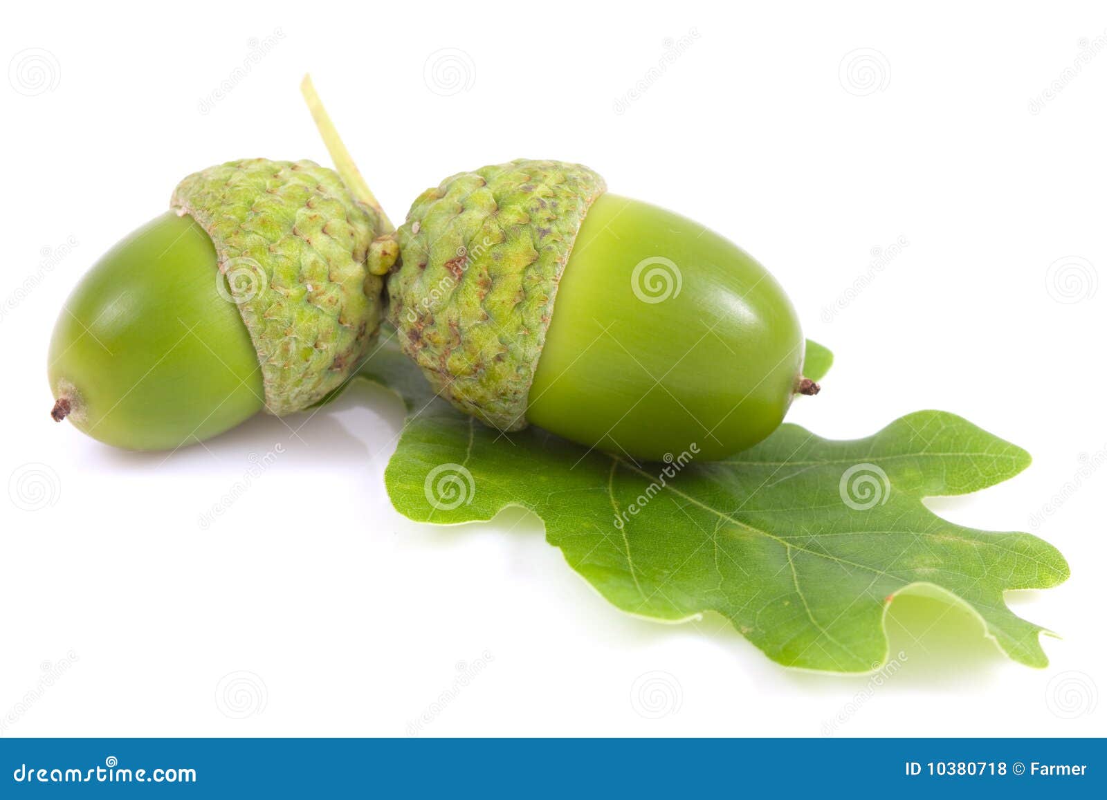 Acorn with a leaf stock photo. Image of closeup, isolation - 10380718