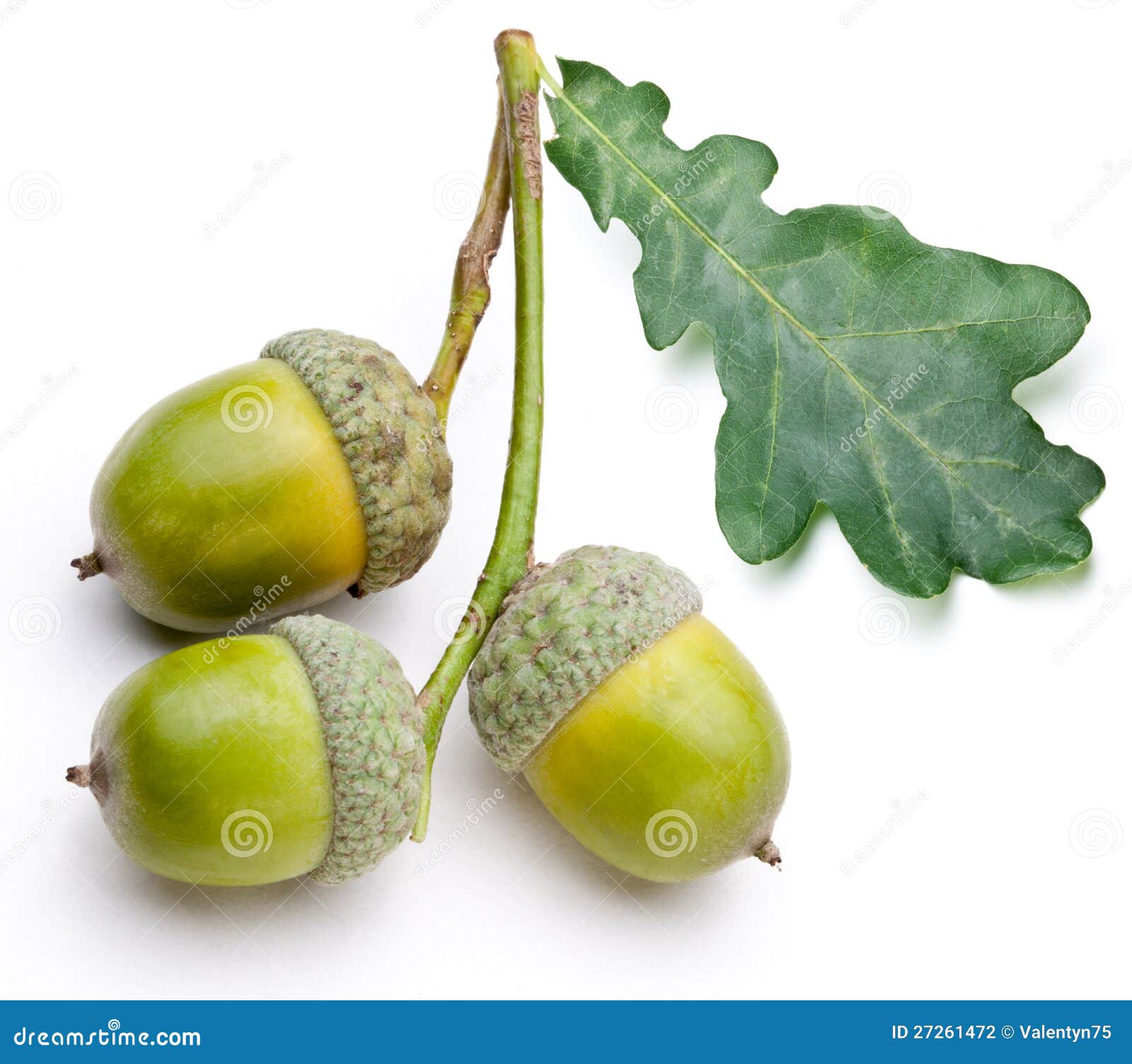 Acorn with leaf stock photo. Image of season, seed, acorn - 27261472