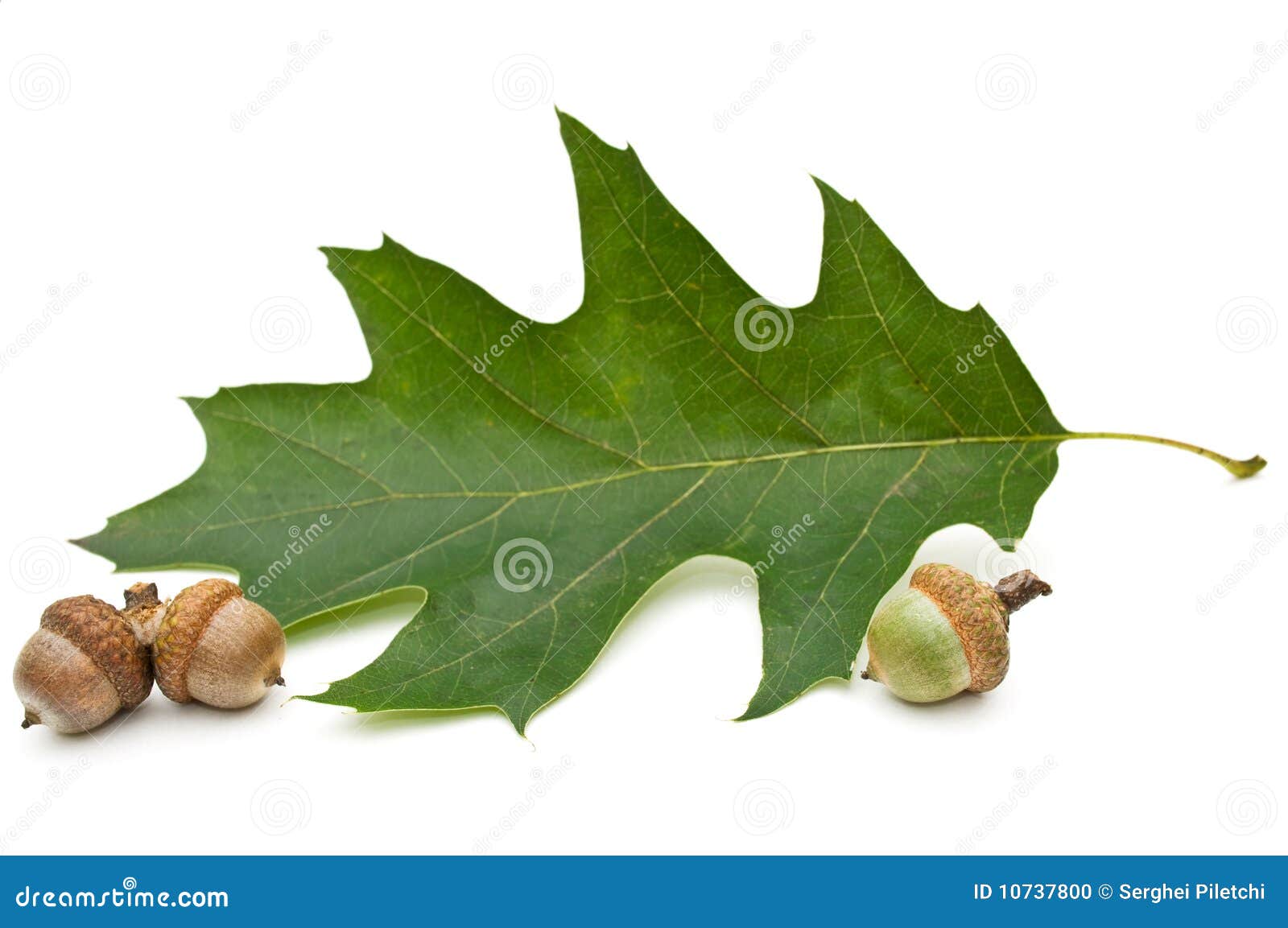 Acorn and leaf of oak. stock photo. Image of tree, background - 10737800