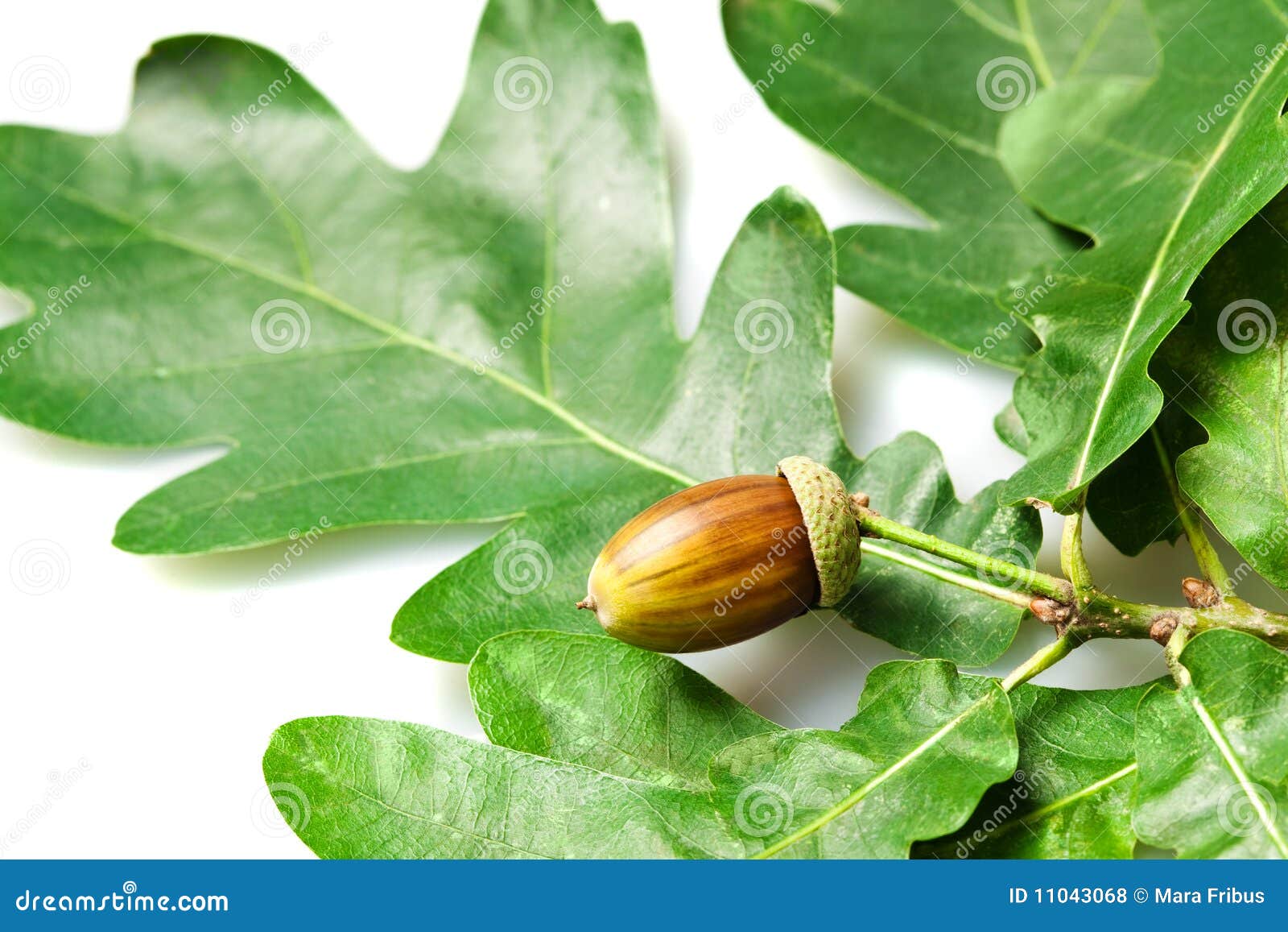 Acorn with leaves stock photo. Image of acorn, natural - 11043068