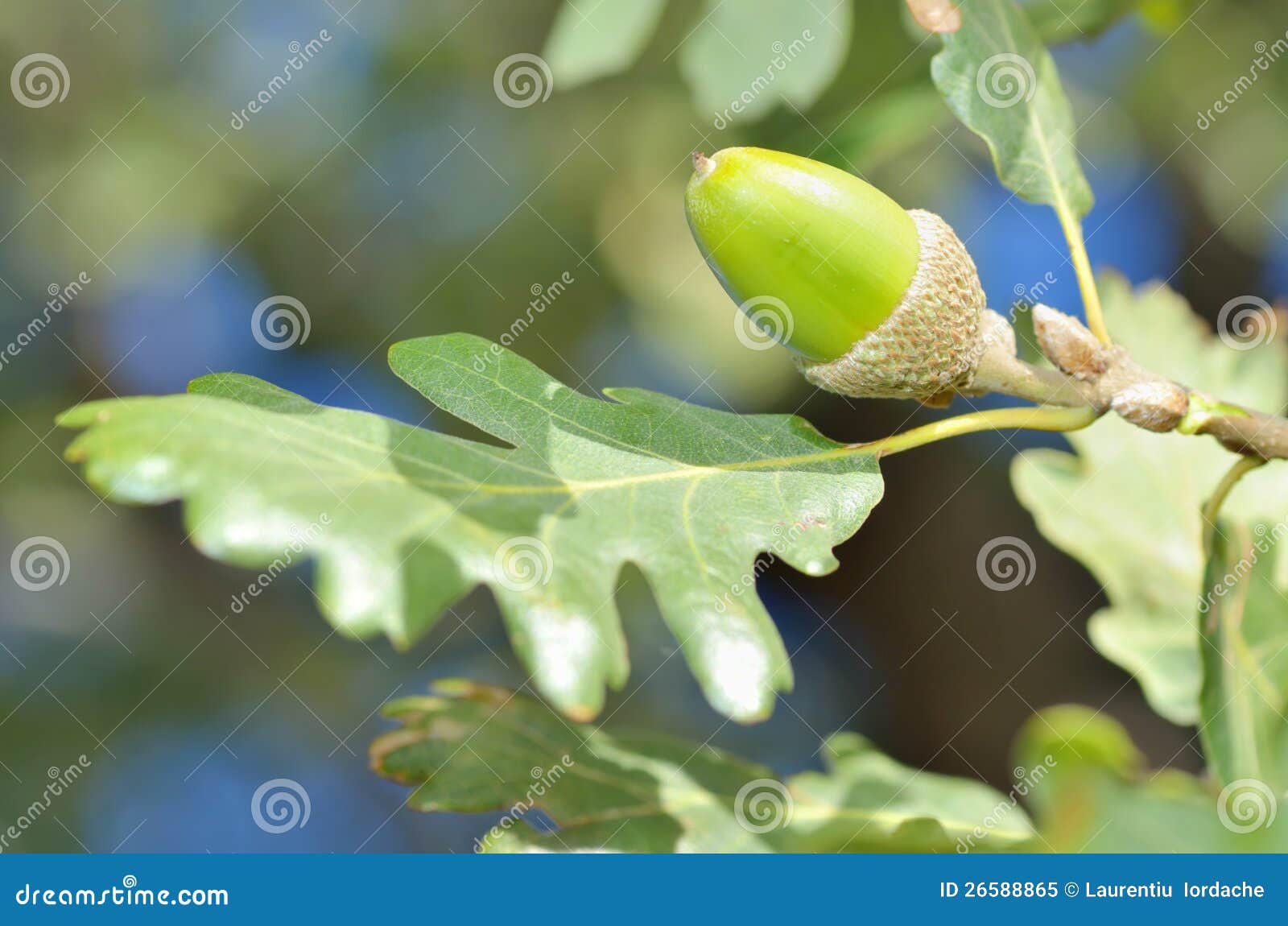 Acorn and leaves stock image. Image of growth, background - 26588865
