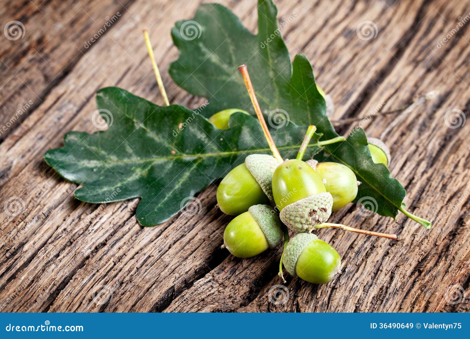 Acorn with leaves stock image. Image of tree, white, isolated - 36490649