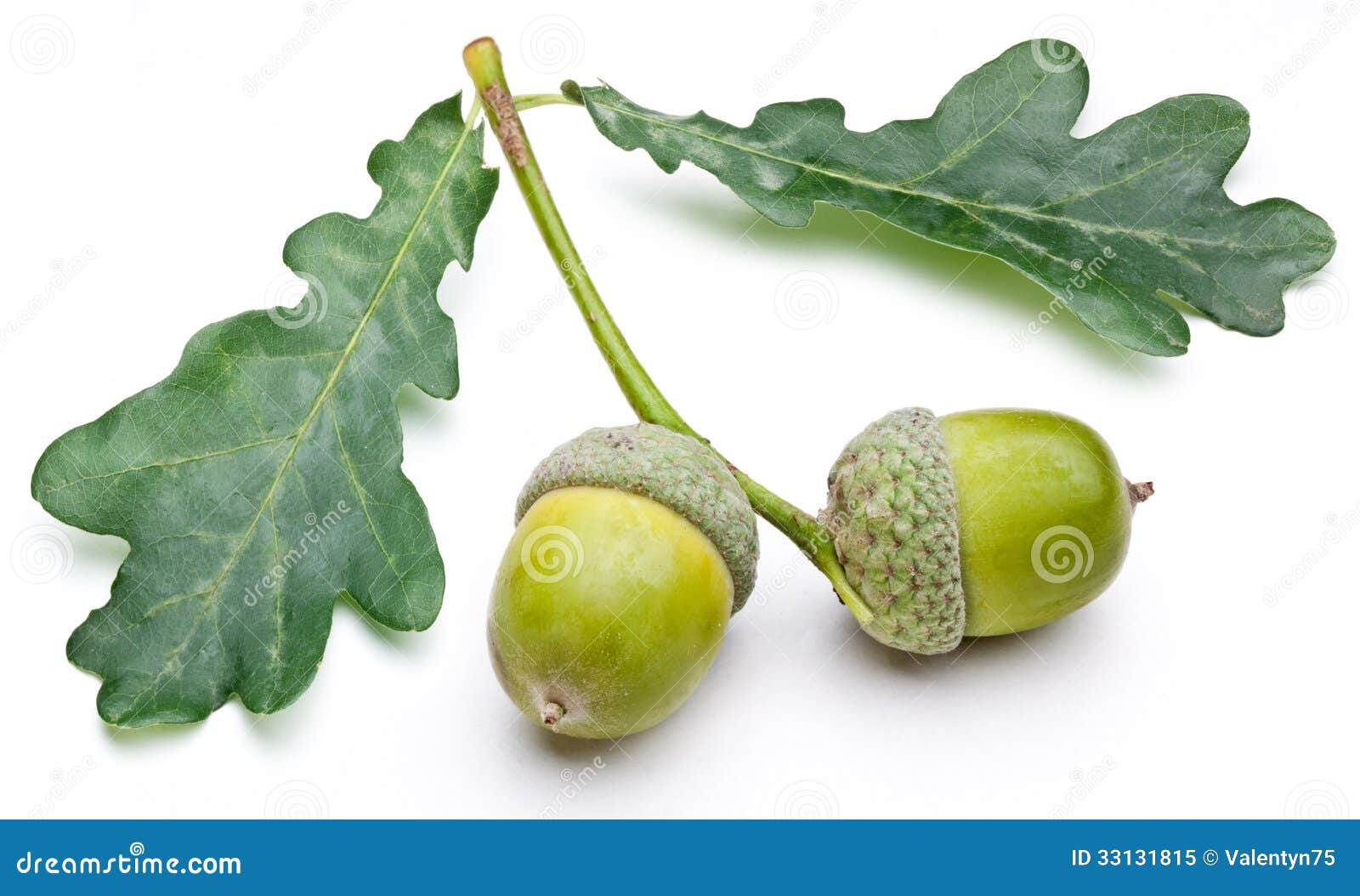 Acorn with leaves stock image. Image of season, macro - 33131815