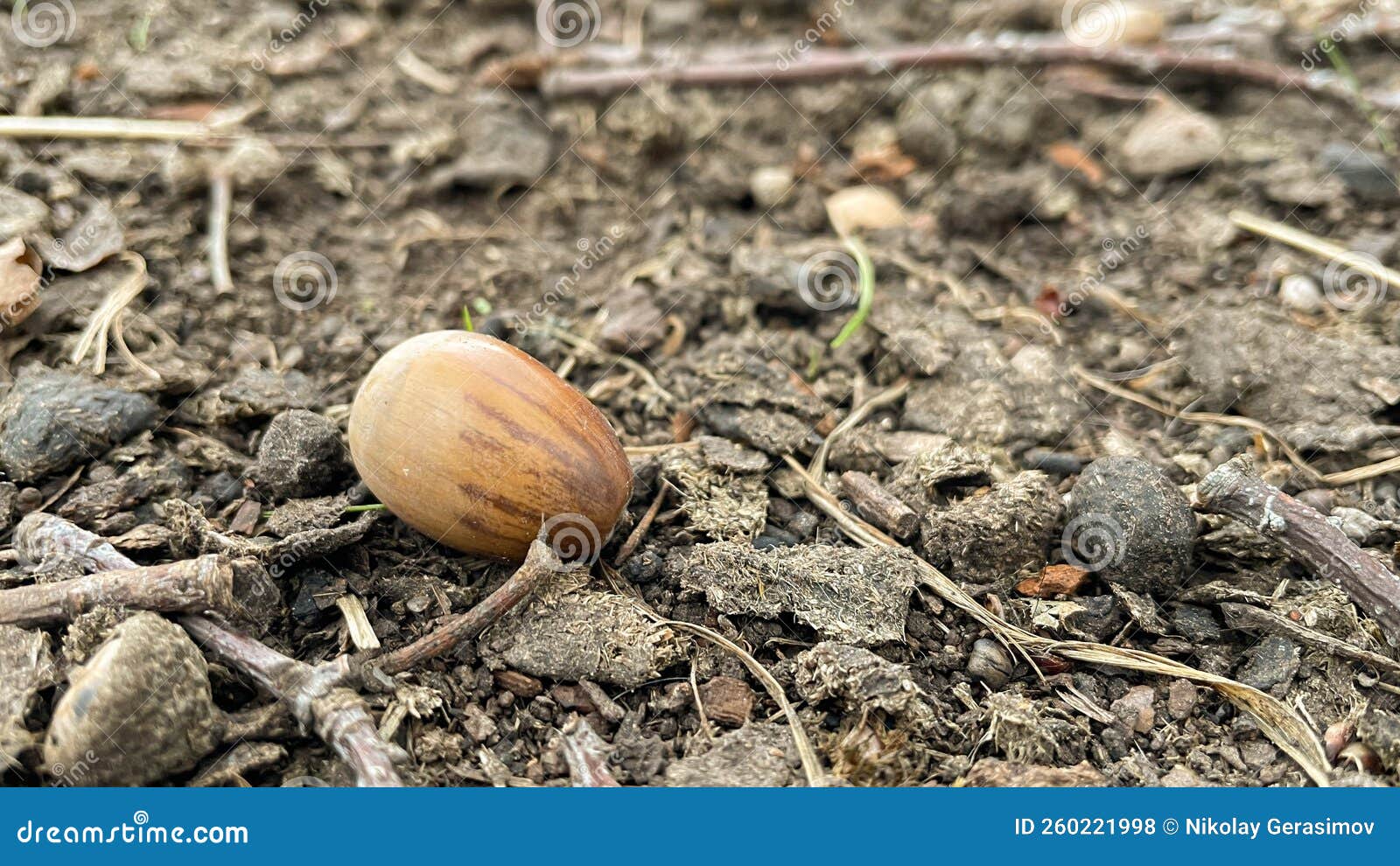 An Acorn Lies on the Ground in the Autumn Forest Stock Photo - Image of ...