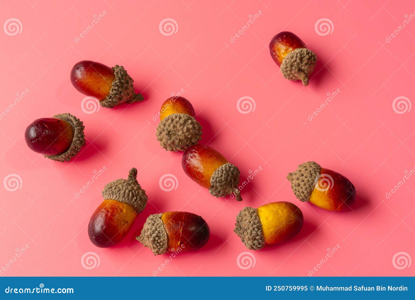 Acorn on a Light Pink Background Stock Image - Image of natural ...