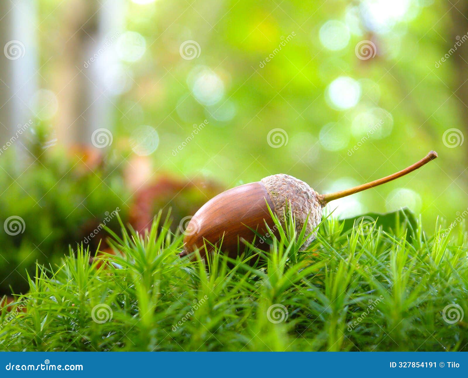 Acorn Lying on Green Vegetation in the Forest Stock Image - Image of ...