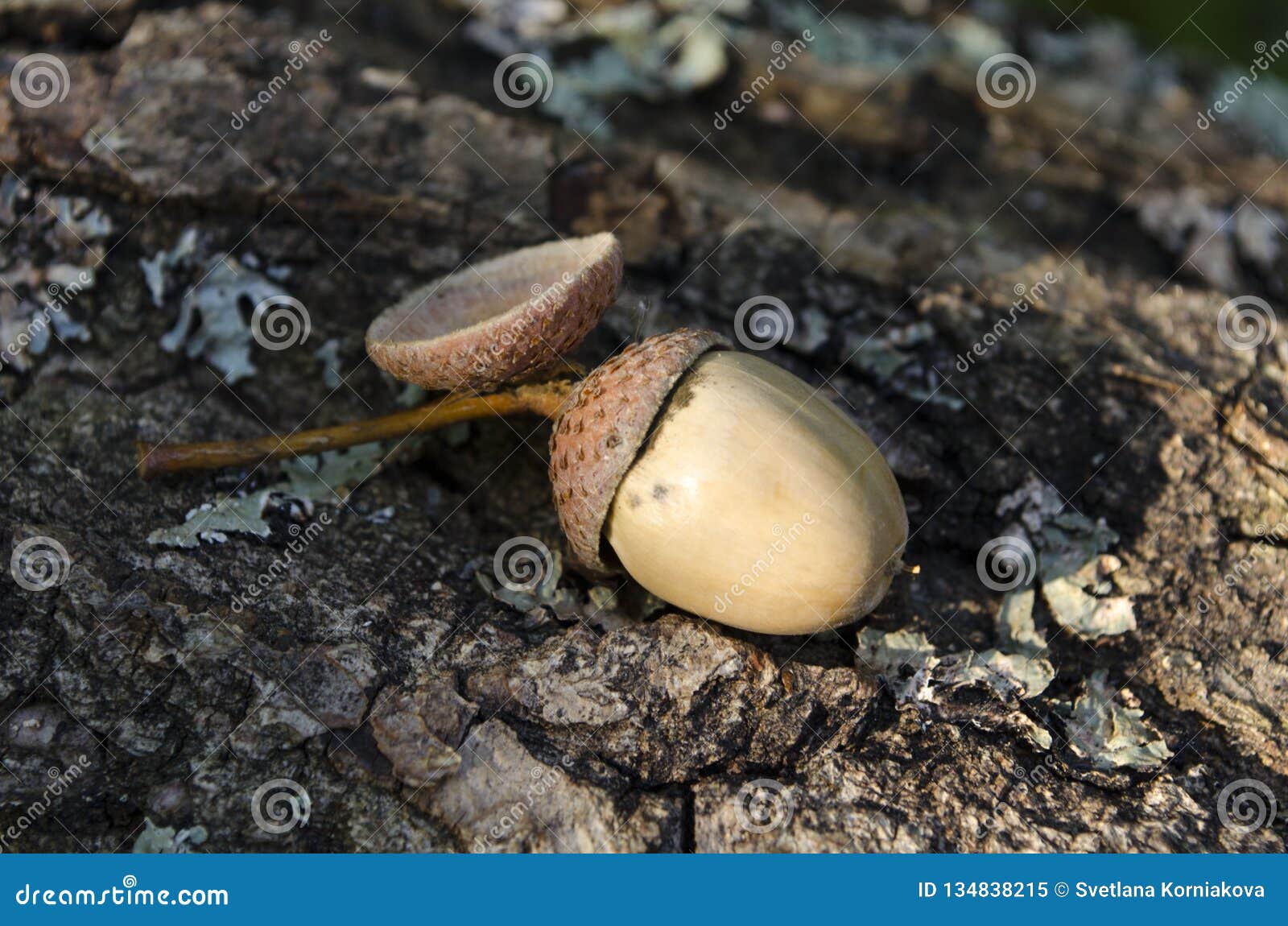 Acorn Lying on the Ground Close Up Stock Image - Image of natural ...