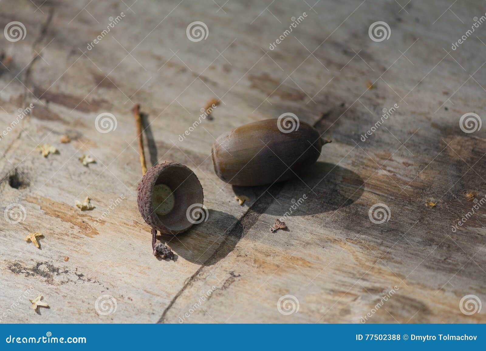 Acorn Lying on a Wooden Surface Stock Photo - Image of brown, beautiful ...