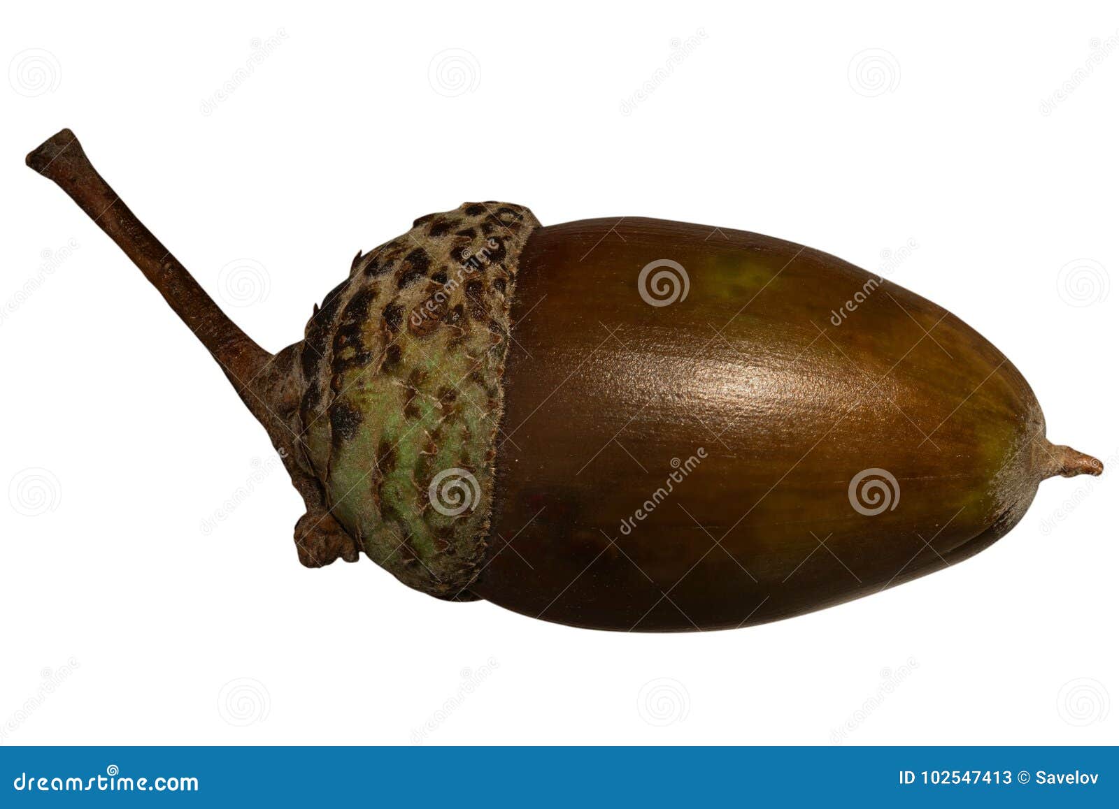 Acorn Macro Isolated on White Stock Image - Image of forest, natural ...