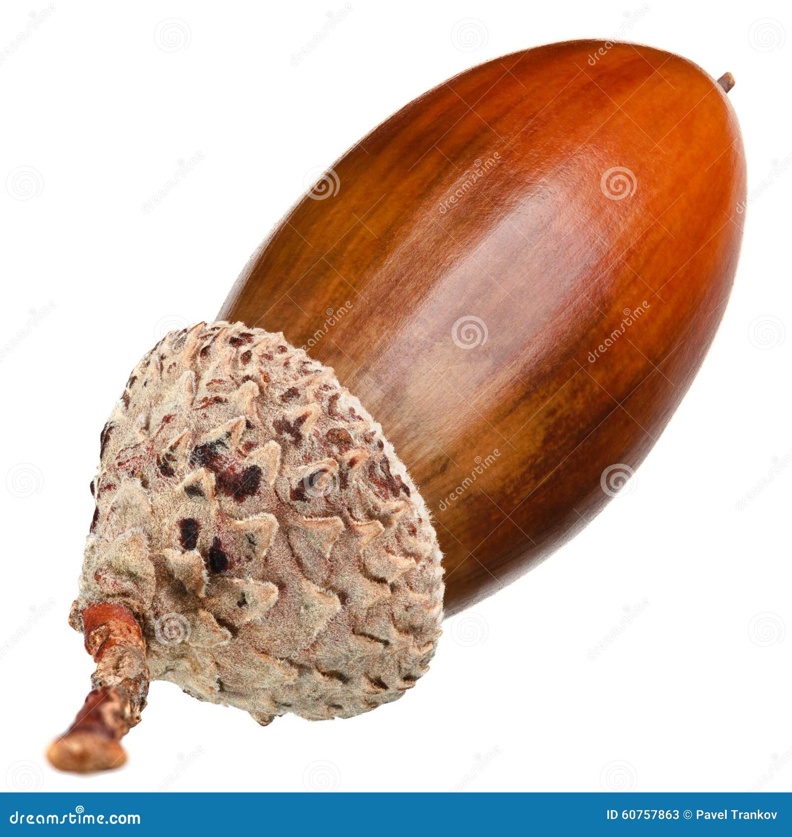 The acorn stock image. Image of macro, white, acorn, isolated - 60757863