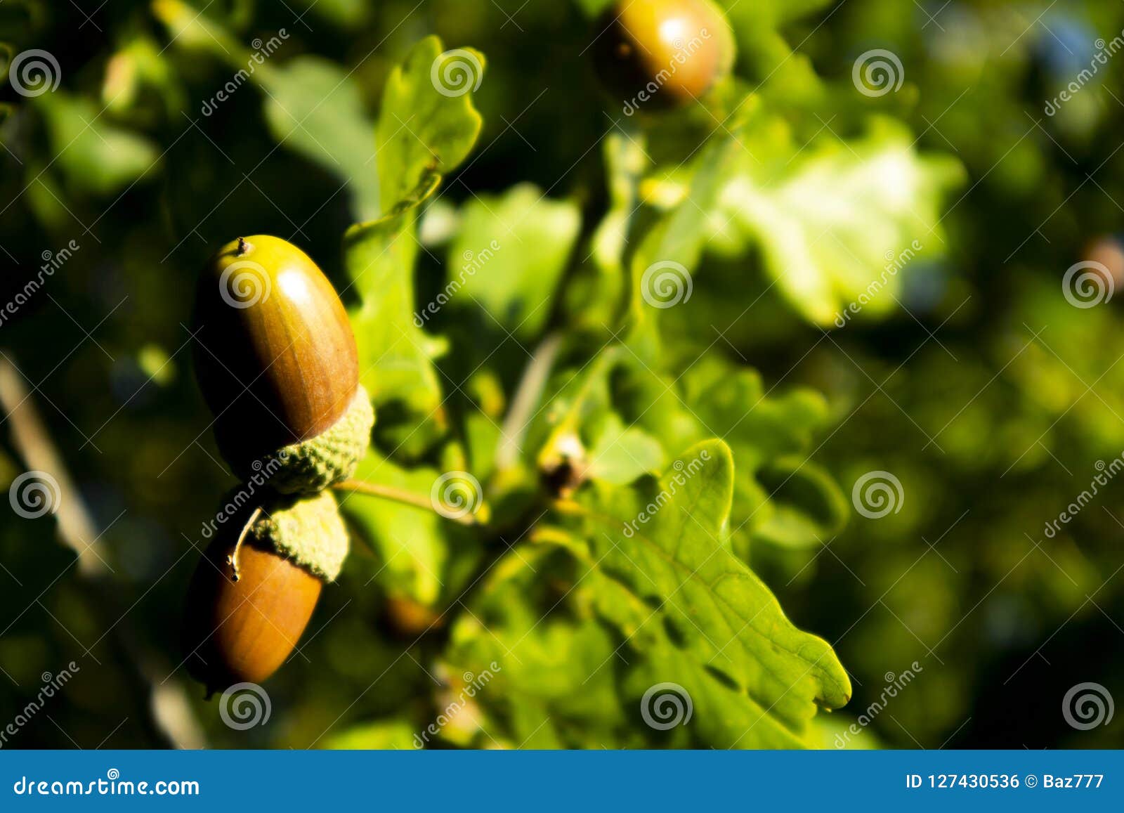 Acorn nuts stock photo. Image of british, countryside - 127430536
