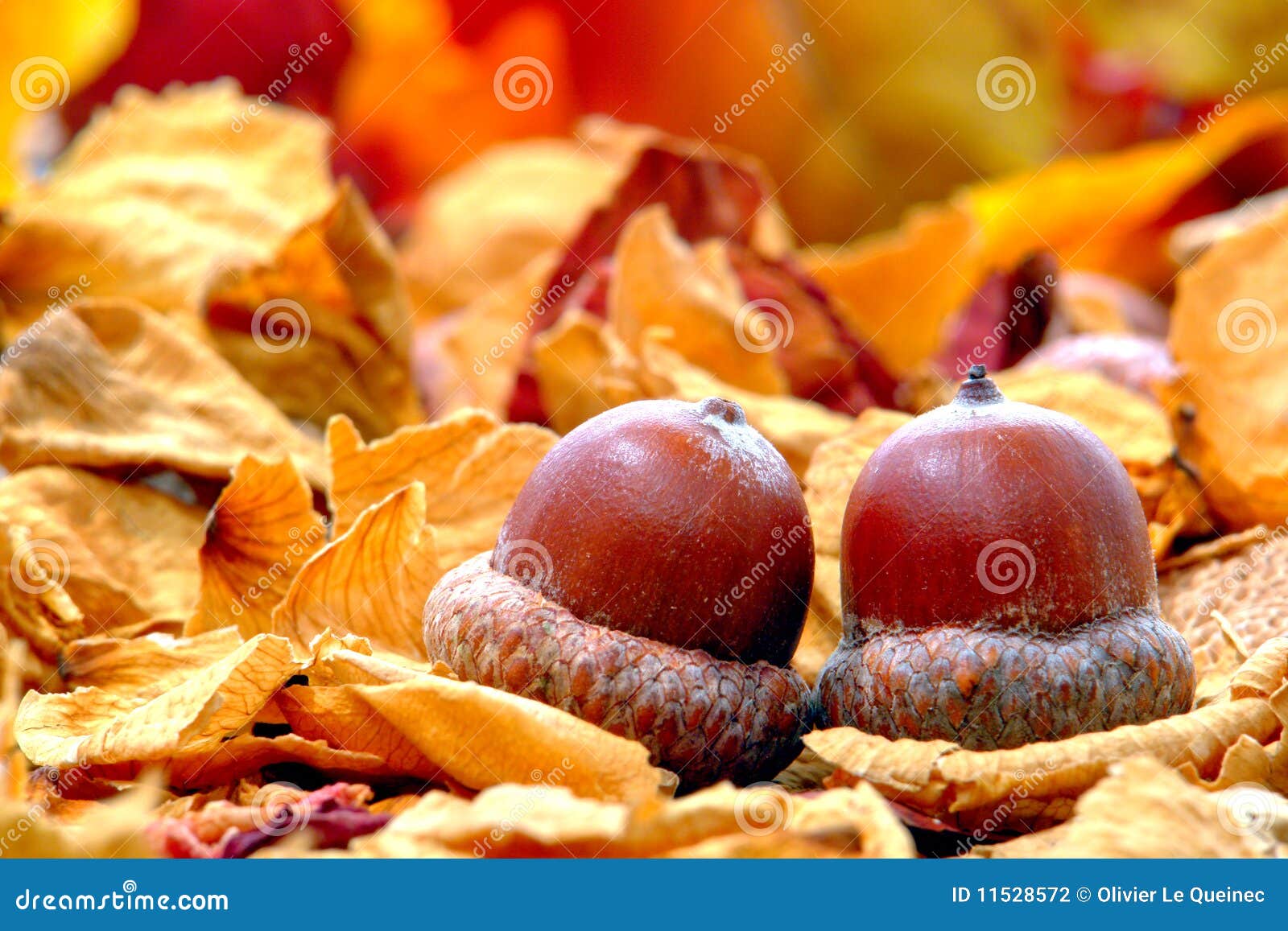 Acorn Oak Nut on Leaf Covered Fall Forest Floor Stock Photo - Image of ...