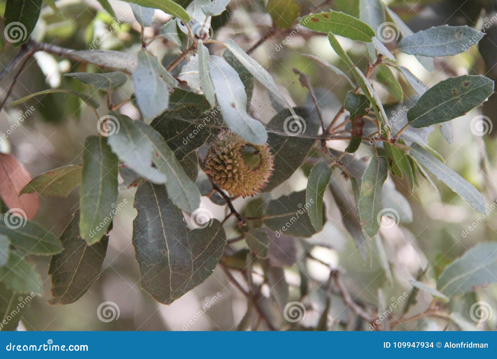 Acorn Oak Nut stock photo. Image of seed, branch, nuts - 109947934