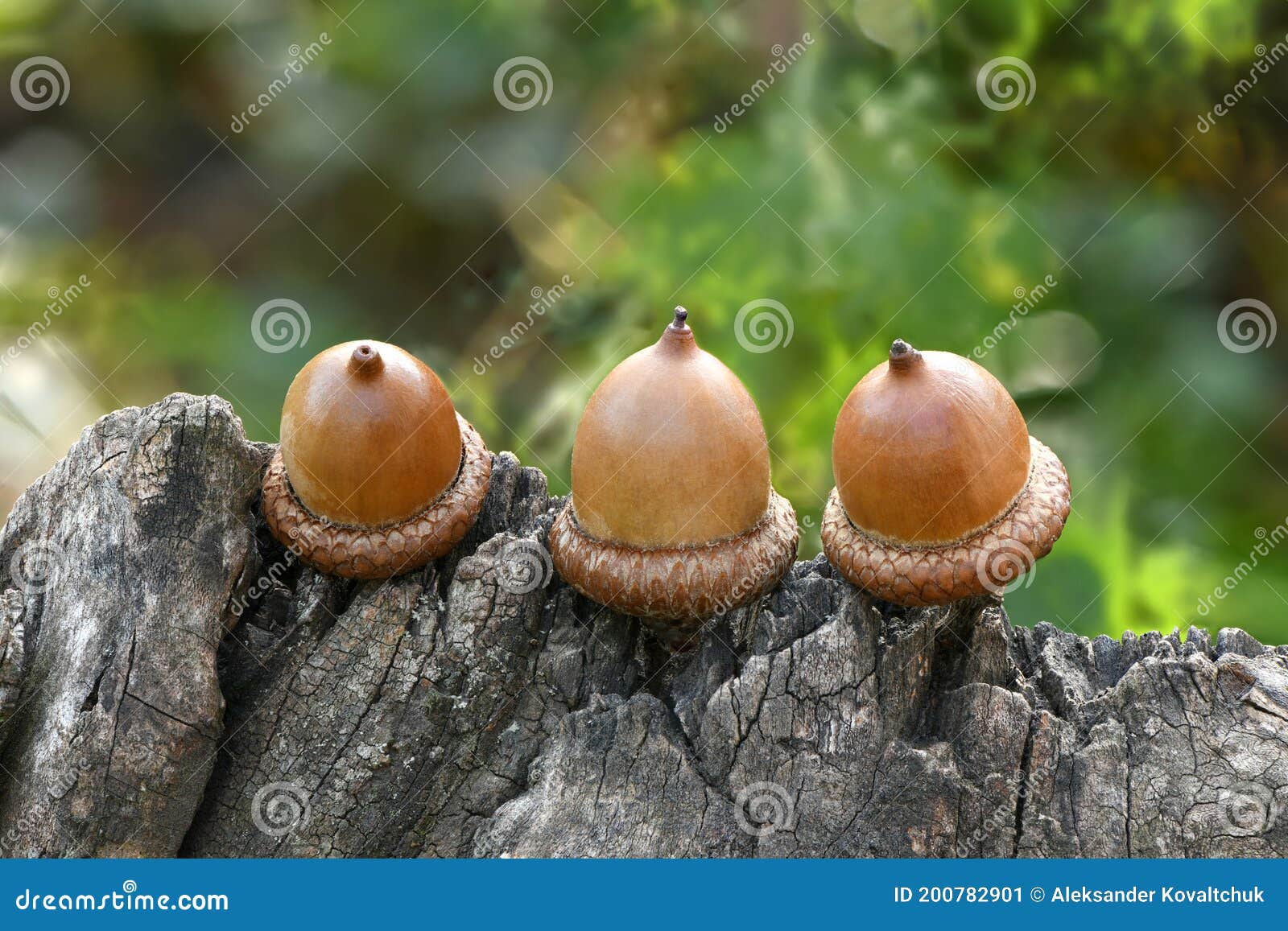 Acorn of an Oak Tree Isolated on Forest Background Stock Image - Image ...
