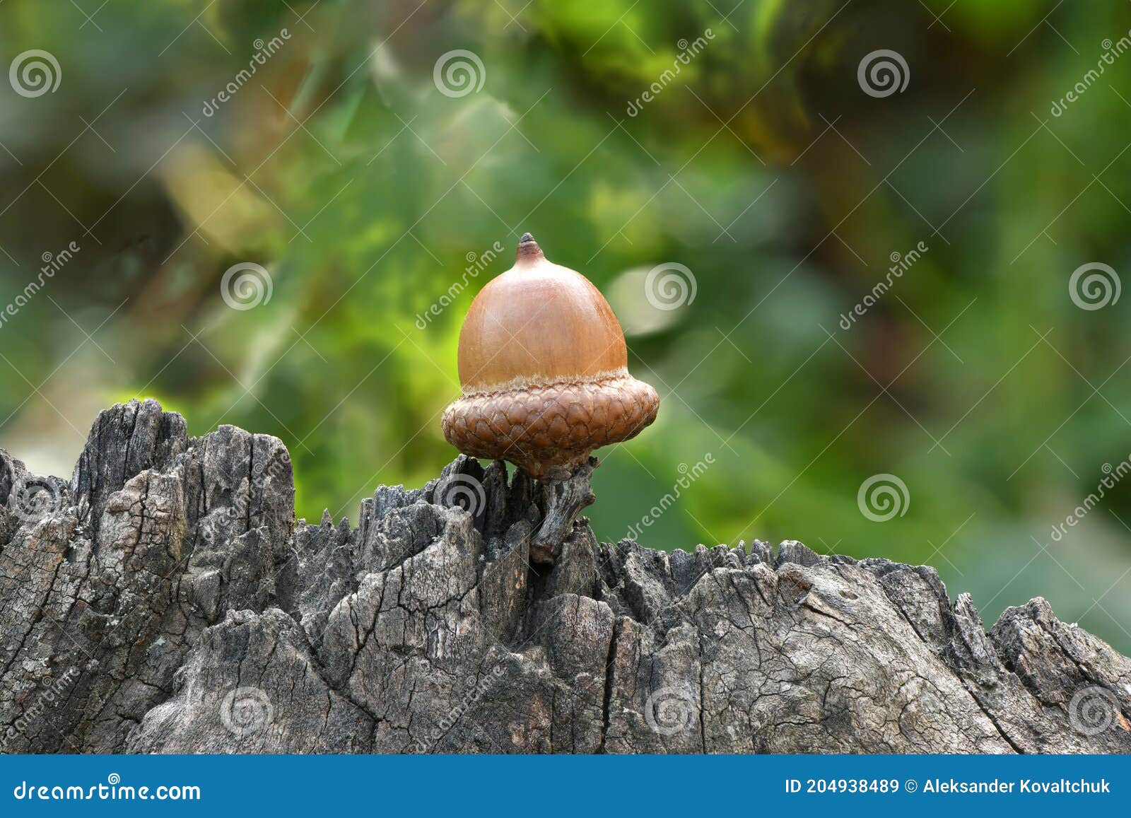 Acorn of an Oak Tree Isolated on Forest Background Stock Image - Image ...