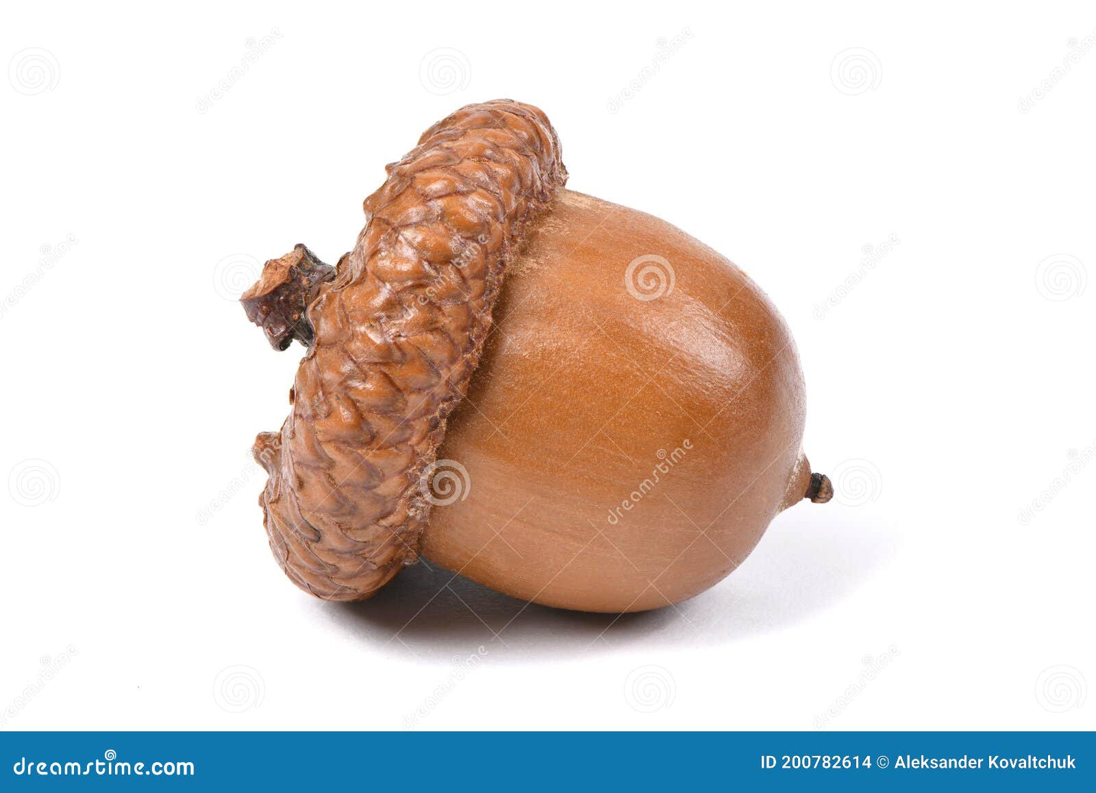 Acorn of an Oak Tree on White Stock Photo - Image of season, fresh ...