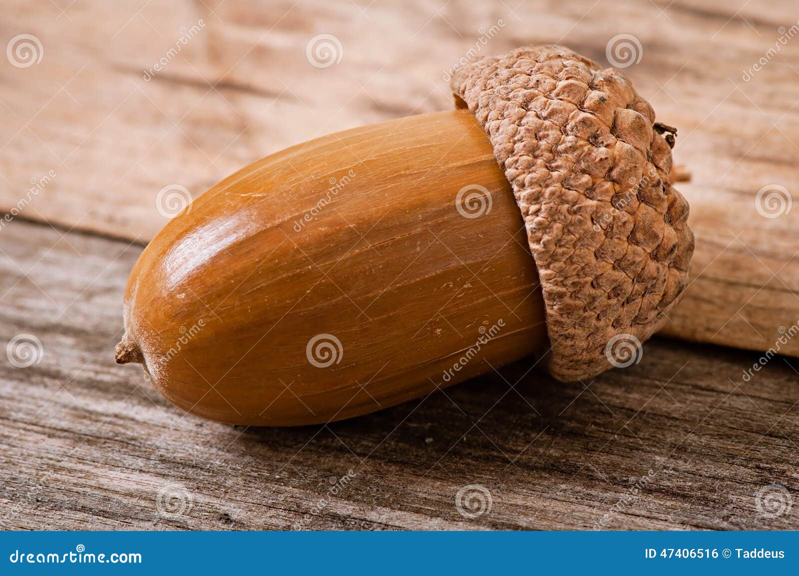 Acorn stock photo. Image of seed, close, season, thanksgiving - 47406516