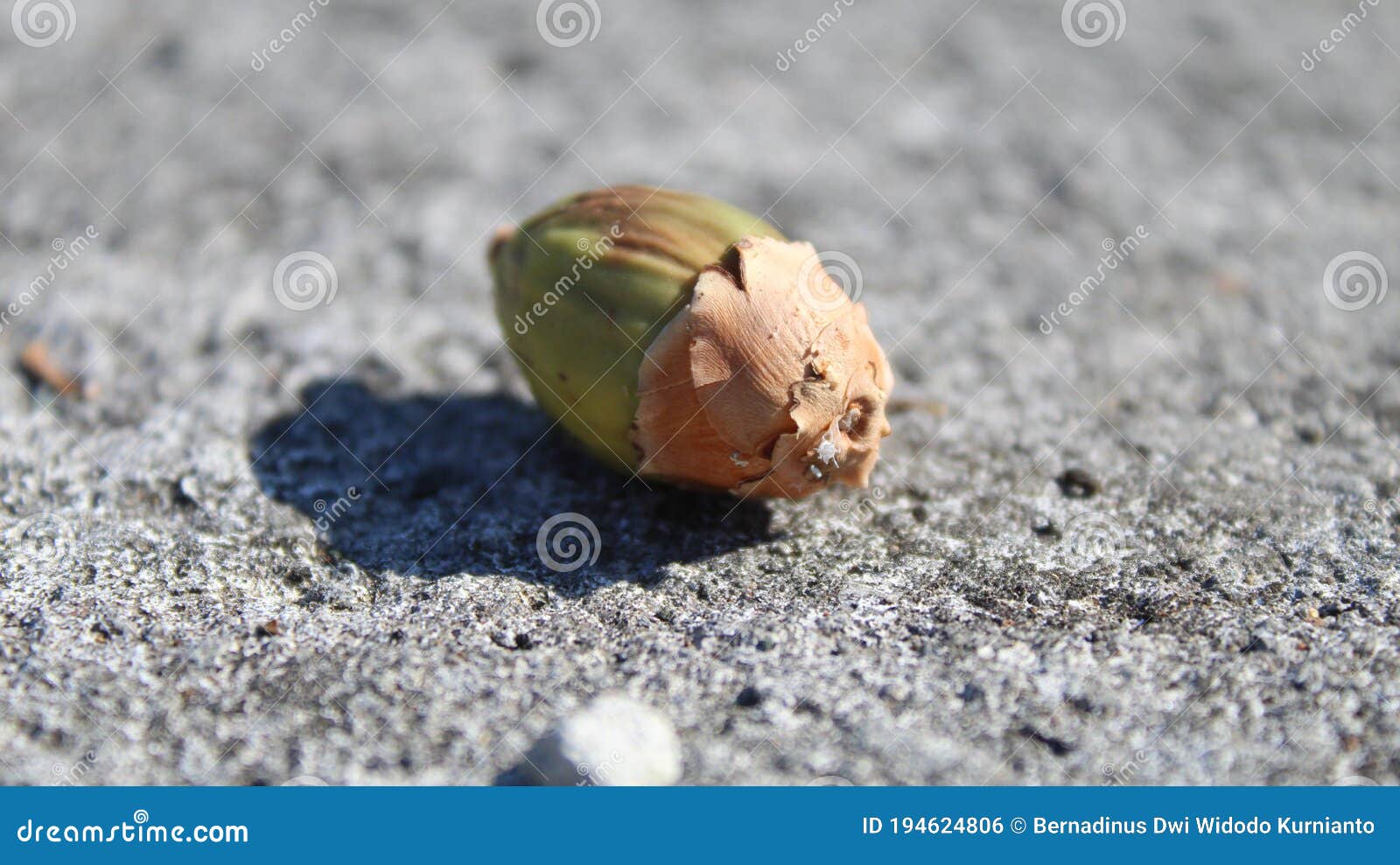 The acorn of the palm tree stock photo. Image of brown - 194624806