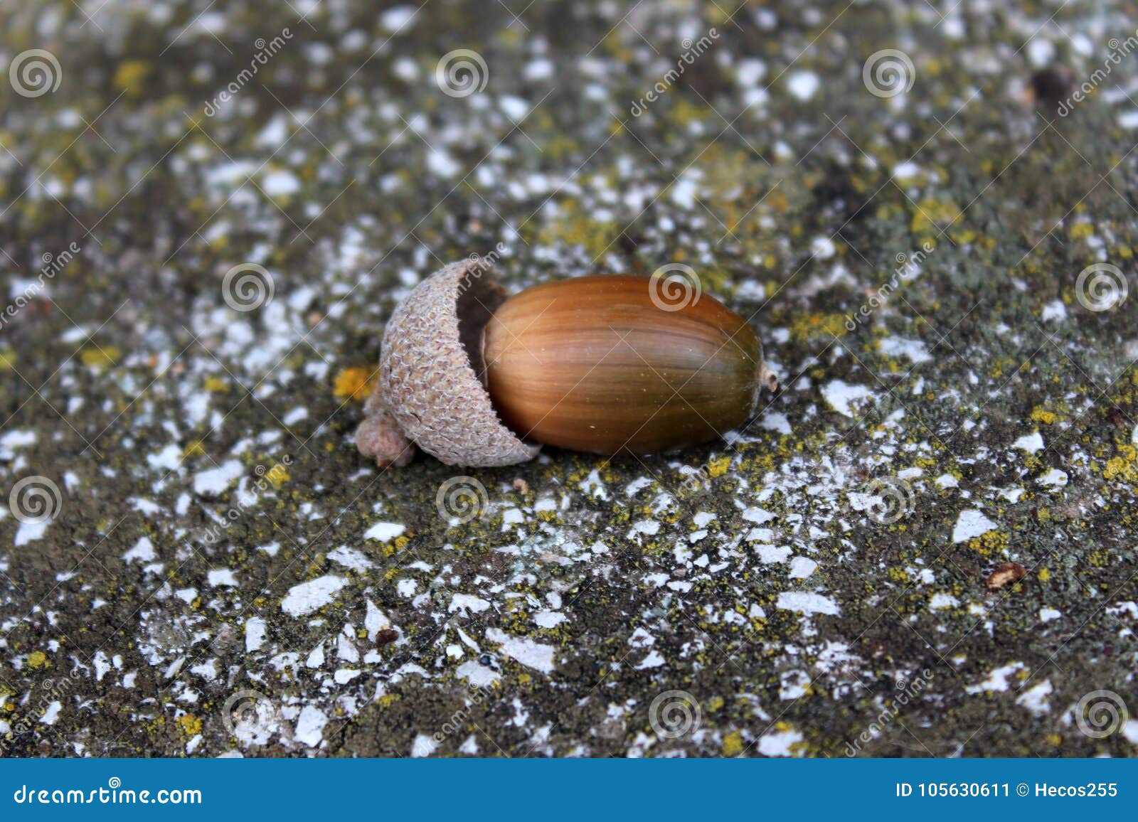Acorn Partially Removed from Protective Shell Stock Image - Image of ...