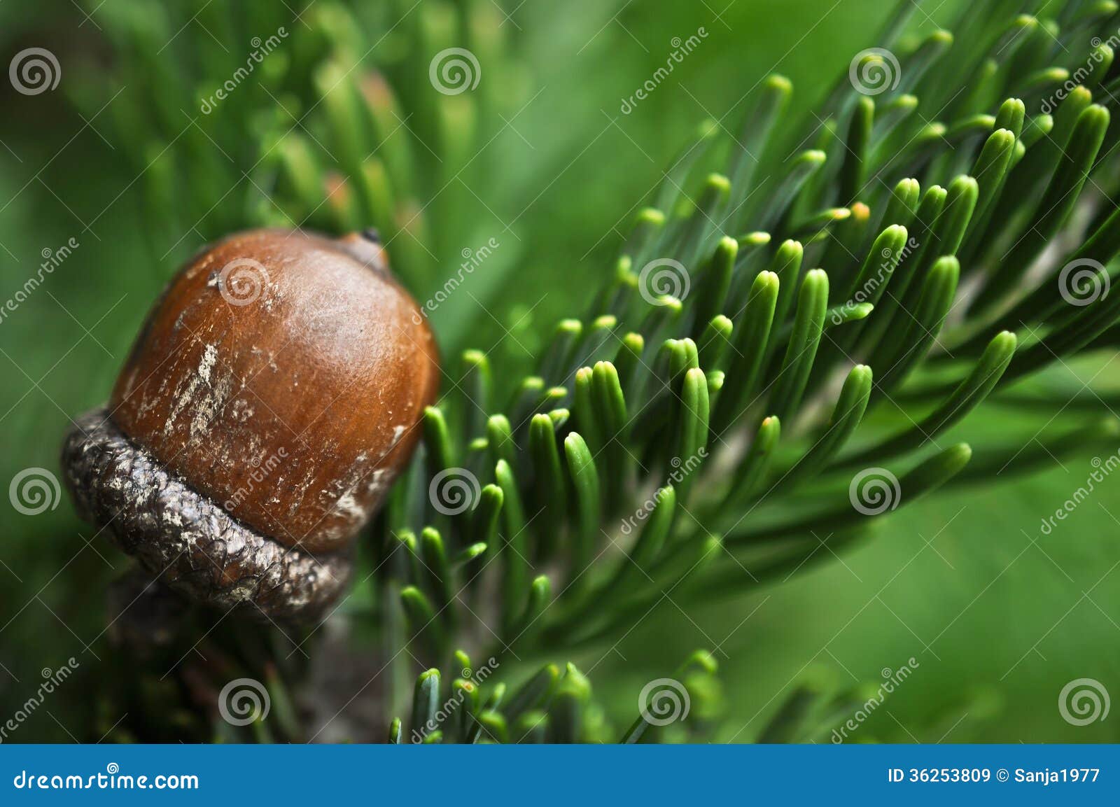 An acorn on a pine branch stock image. Image of object - 36253809