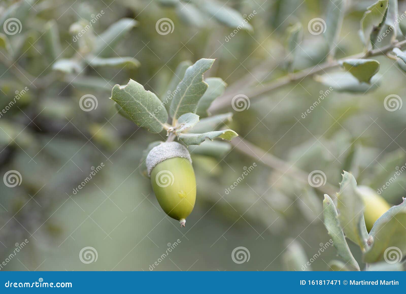 Acorn Quercus Ilex Is The Characteristic Fruit Of The Oak Stock Image ...