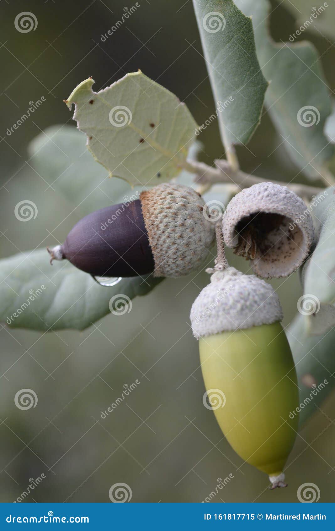 Acorn Quercus Ilex Is The Characteristic Fruit Of The Oak Stock Image ...