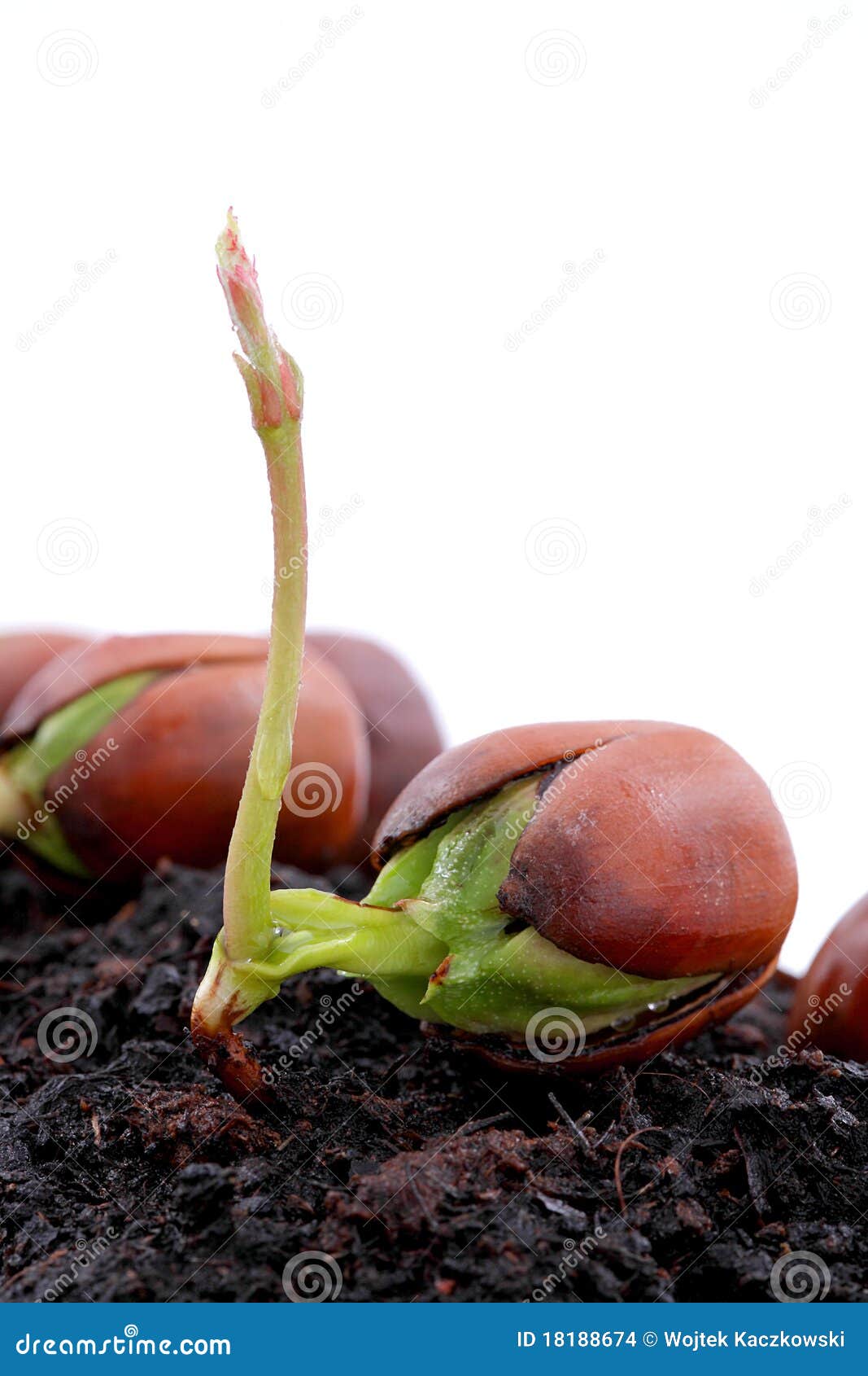 Acorn and red oak stock photo. Image of garden, nature - 18188674