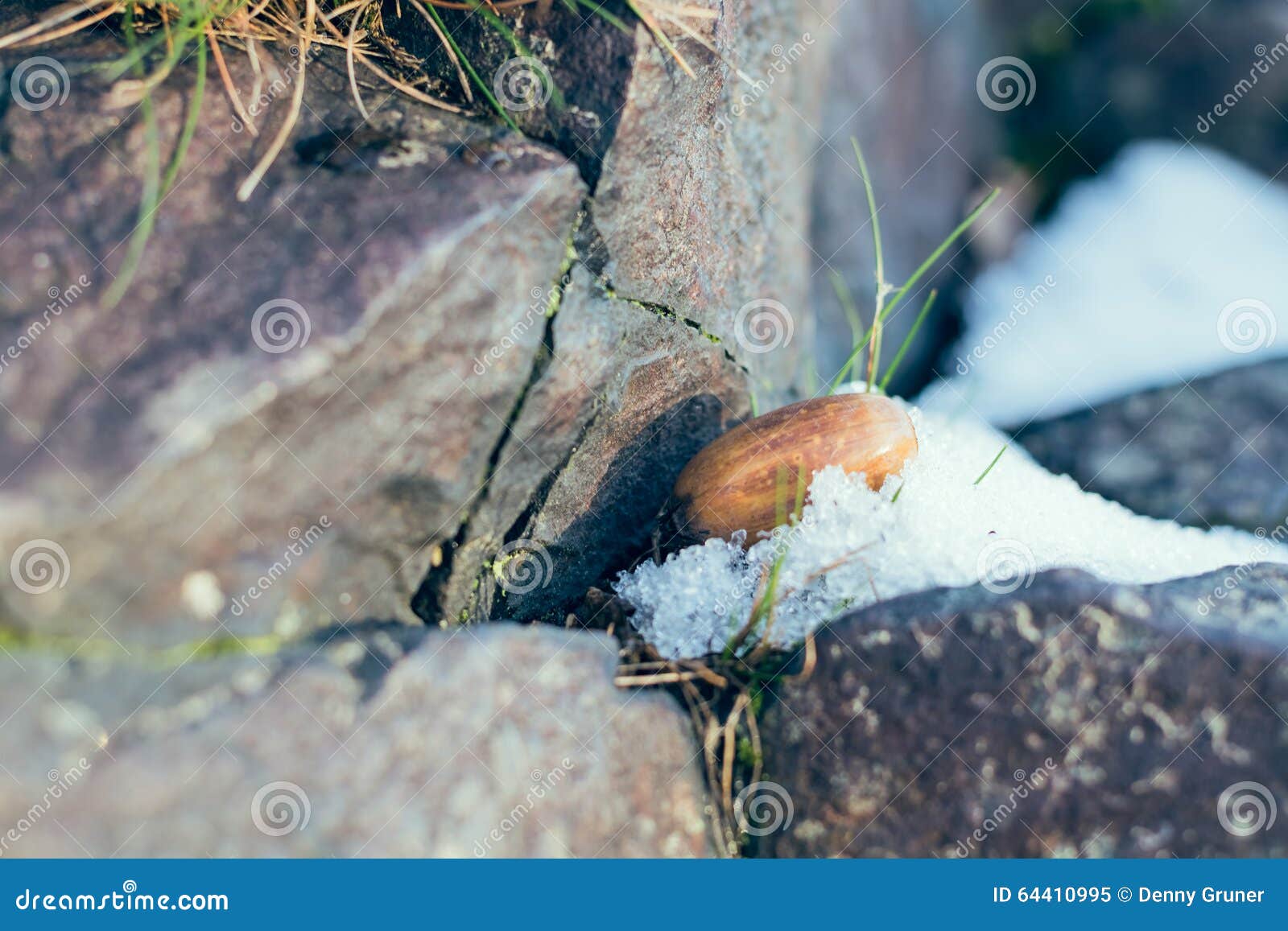 Acorn on a rock stock image. Image of closeup, season - 64410995