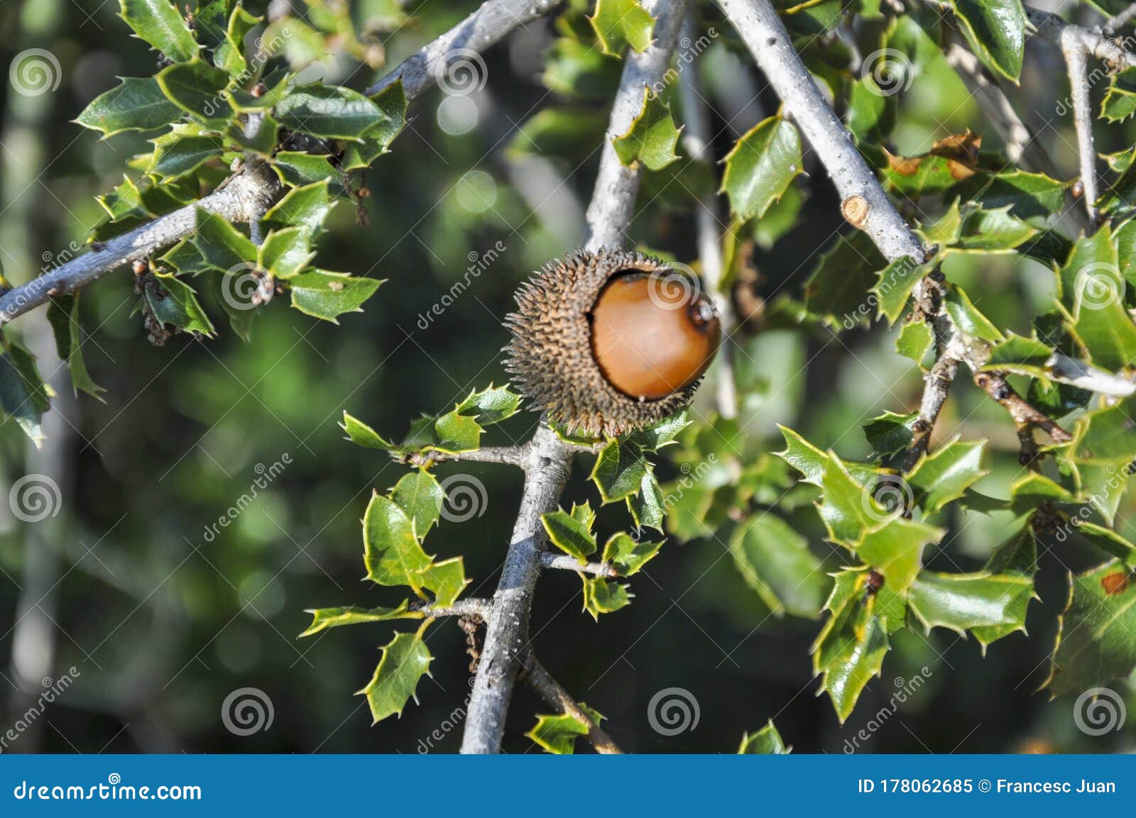 Acorn Seed Pod From An Oak Tree Royalty-Free Stock Photo ...
