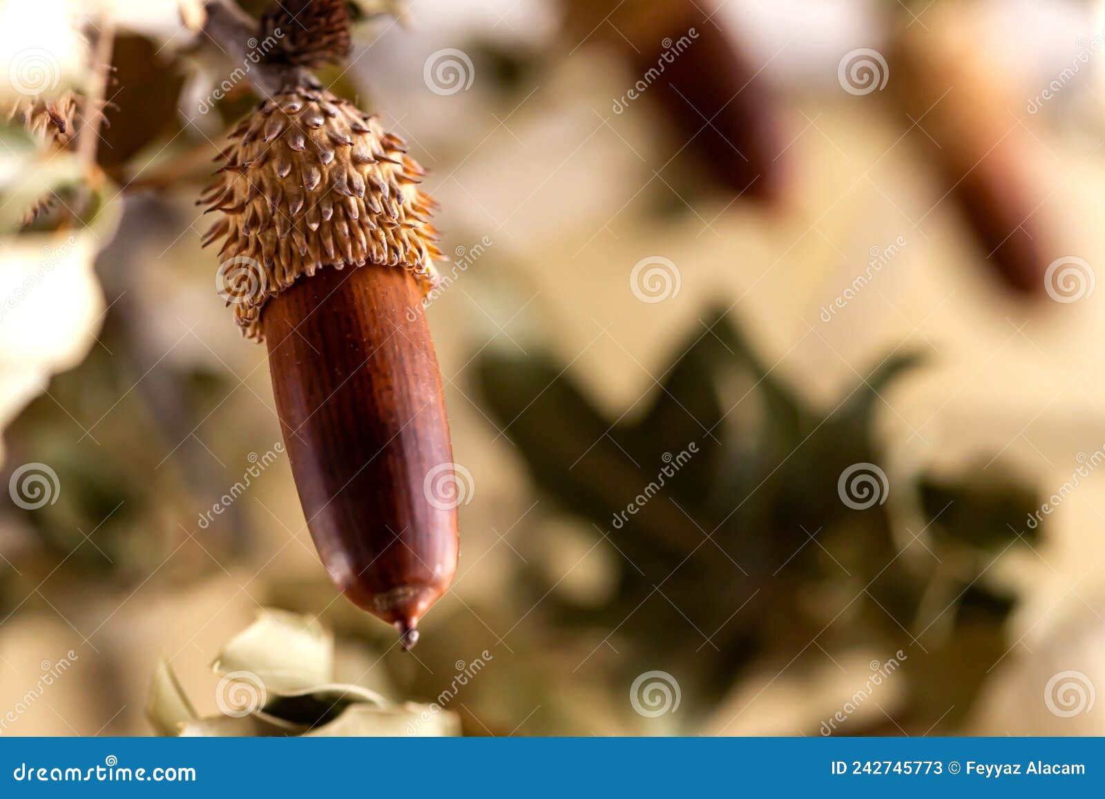 Acorn Seed Pod From An Oak Tree Royalty-Free Stock Photo ...