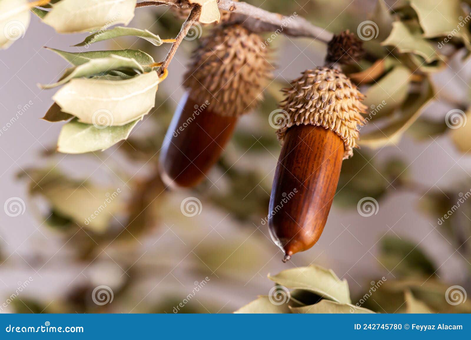 Acorn Seed Pod From An Oak Tree Royalty-Free Stock Photo ...