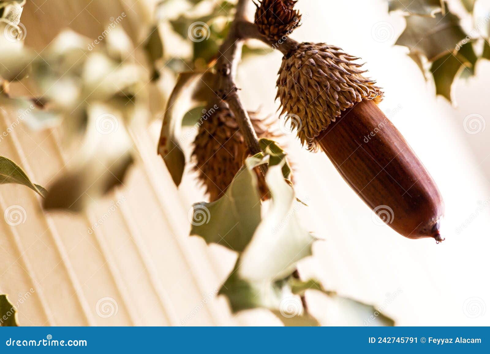 Acorn Seed Pod From An Oak Tree Royalty-Free Stock Photo ...