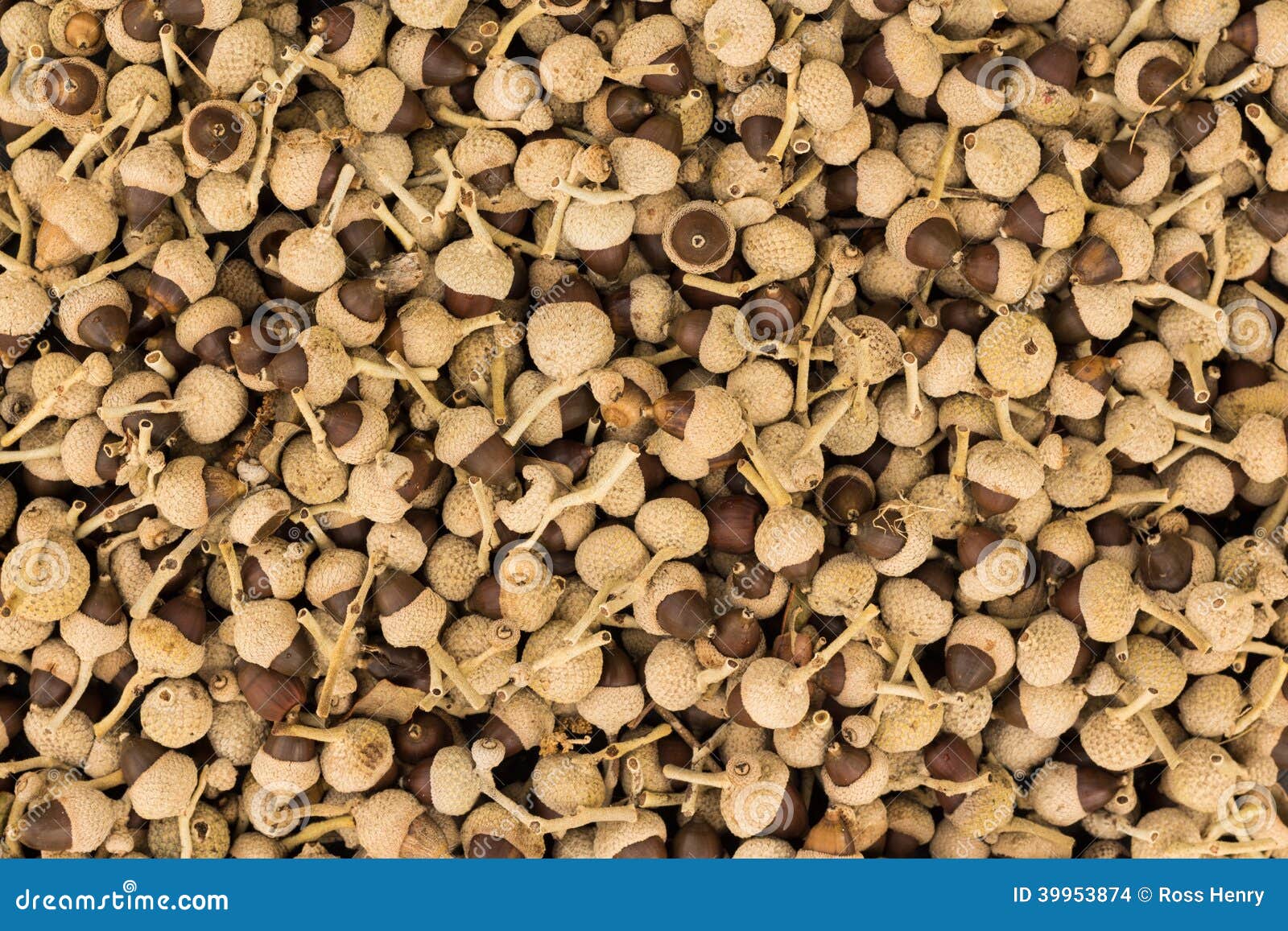 Acorn Shape Seeds stock photo. Image of garden, seeds - 39953874