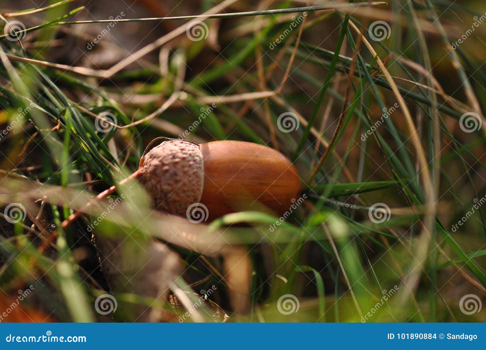 Acorn stock photo. Image of brown, food, life, botany - 101890884