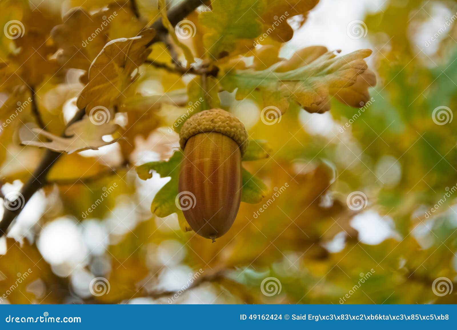 Acorn on a Tree Branch stock photo. Image of branch, bush - 49162424