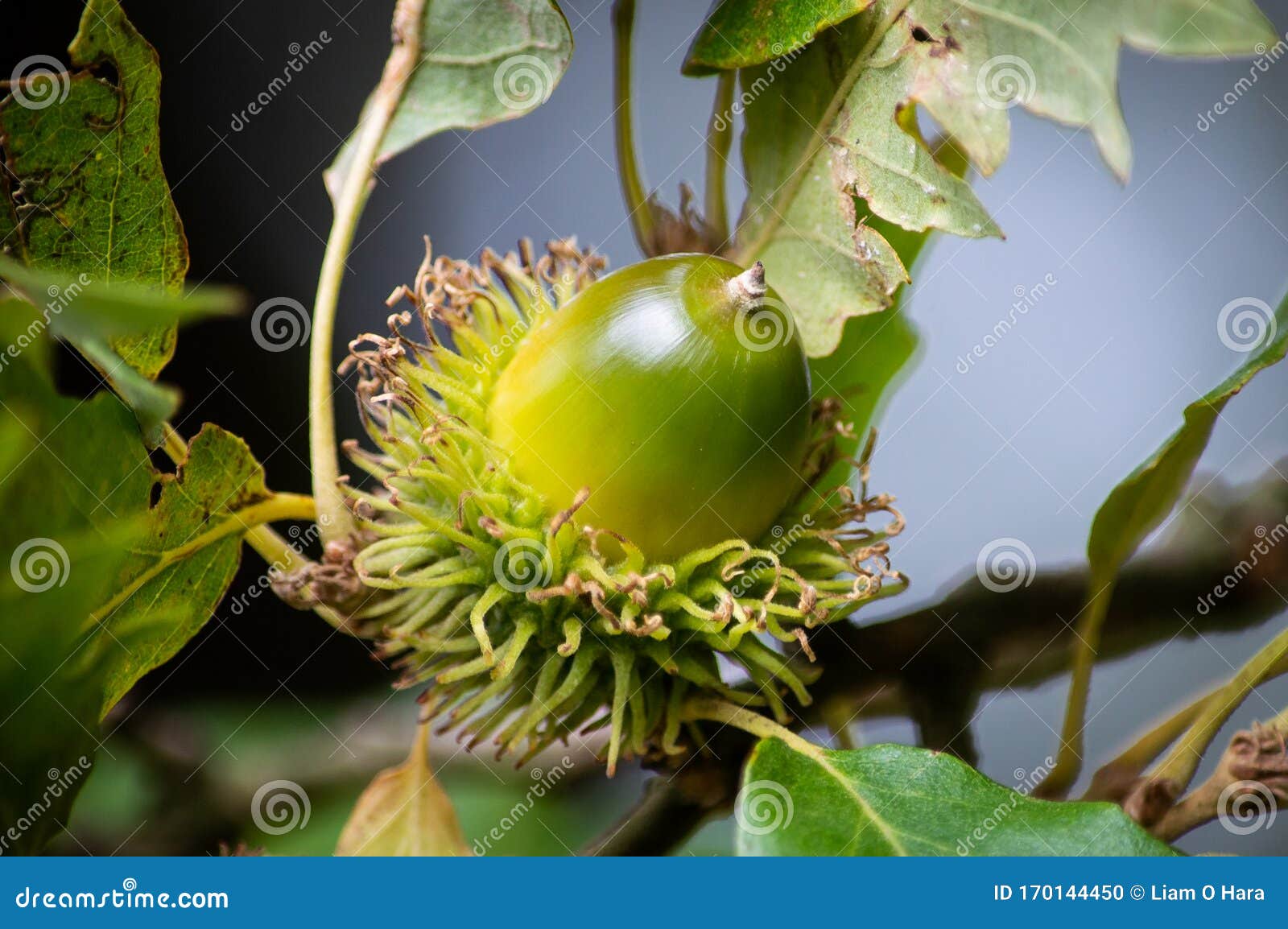 Acorn with spiny cap stock photo. Image of predators - 170144450