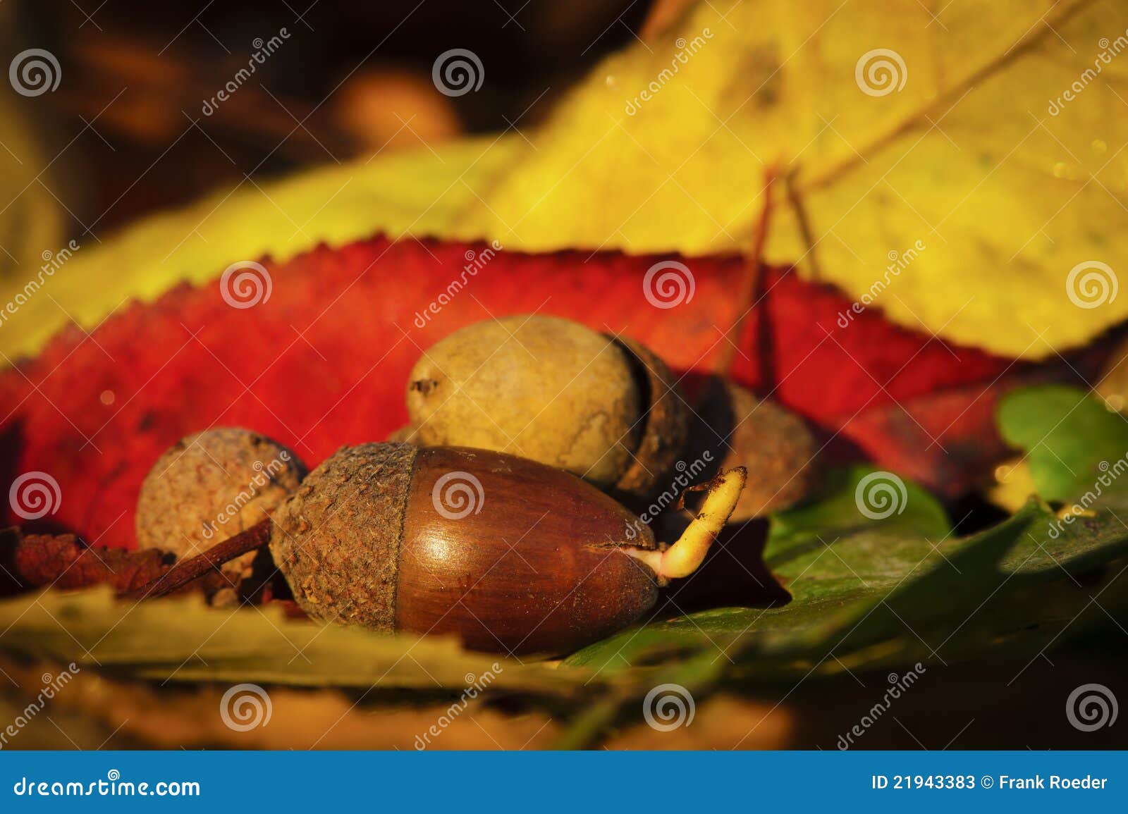 Acorn with sprout stock image. Image of seeds, fuzzy - 21943383