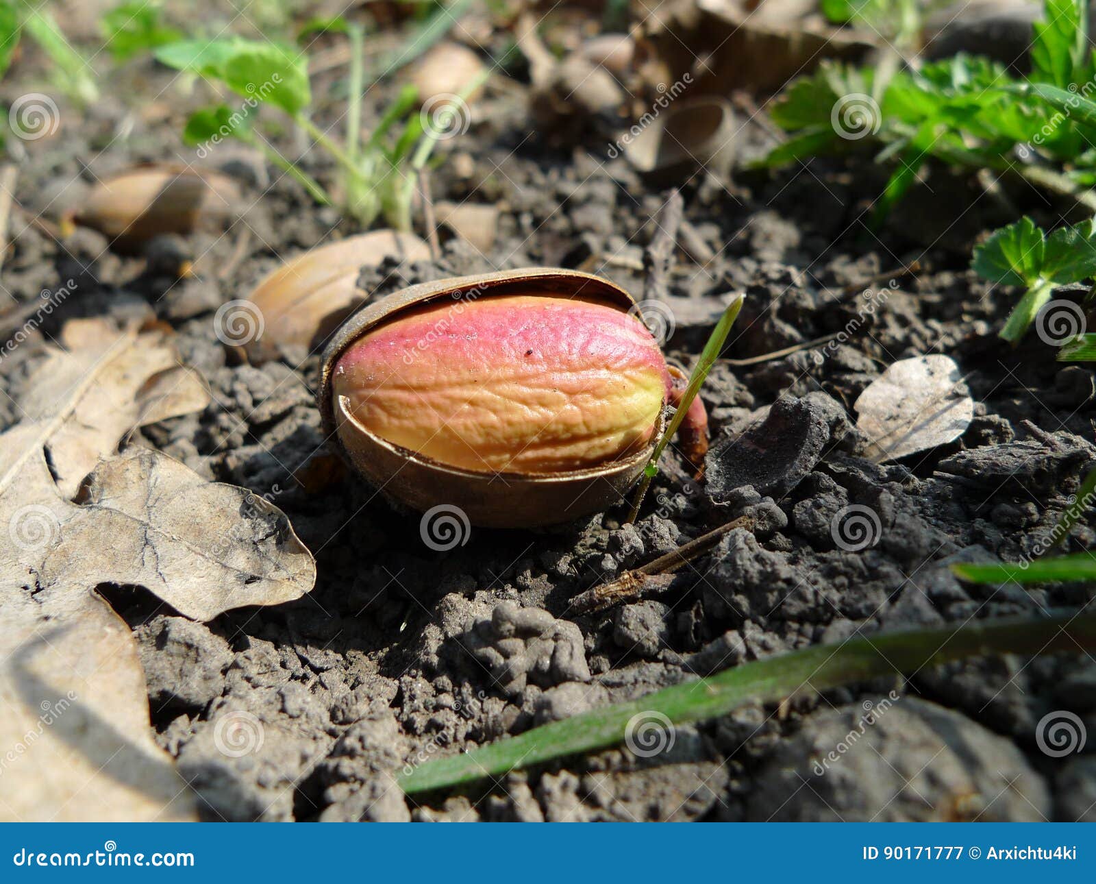 Acorn sprouted stock image. Image of life, herb, botany - 90171777