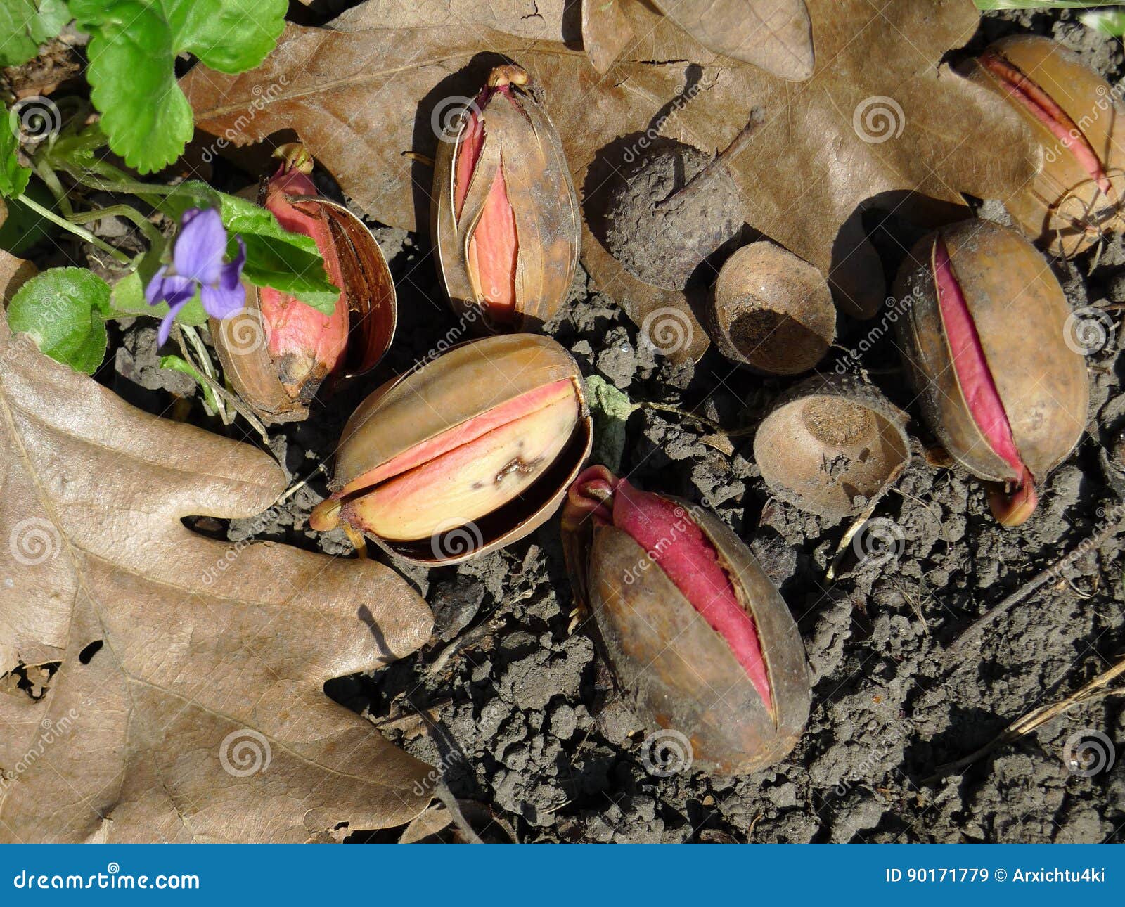 Acorn sprouted stock image. Image of herb, grow, april - 90171779