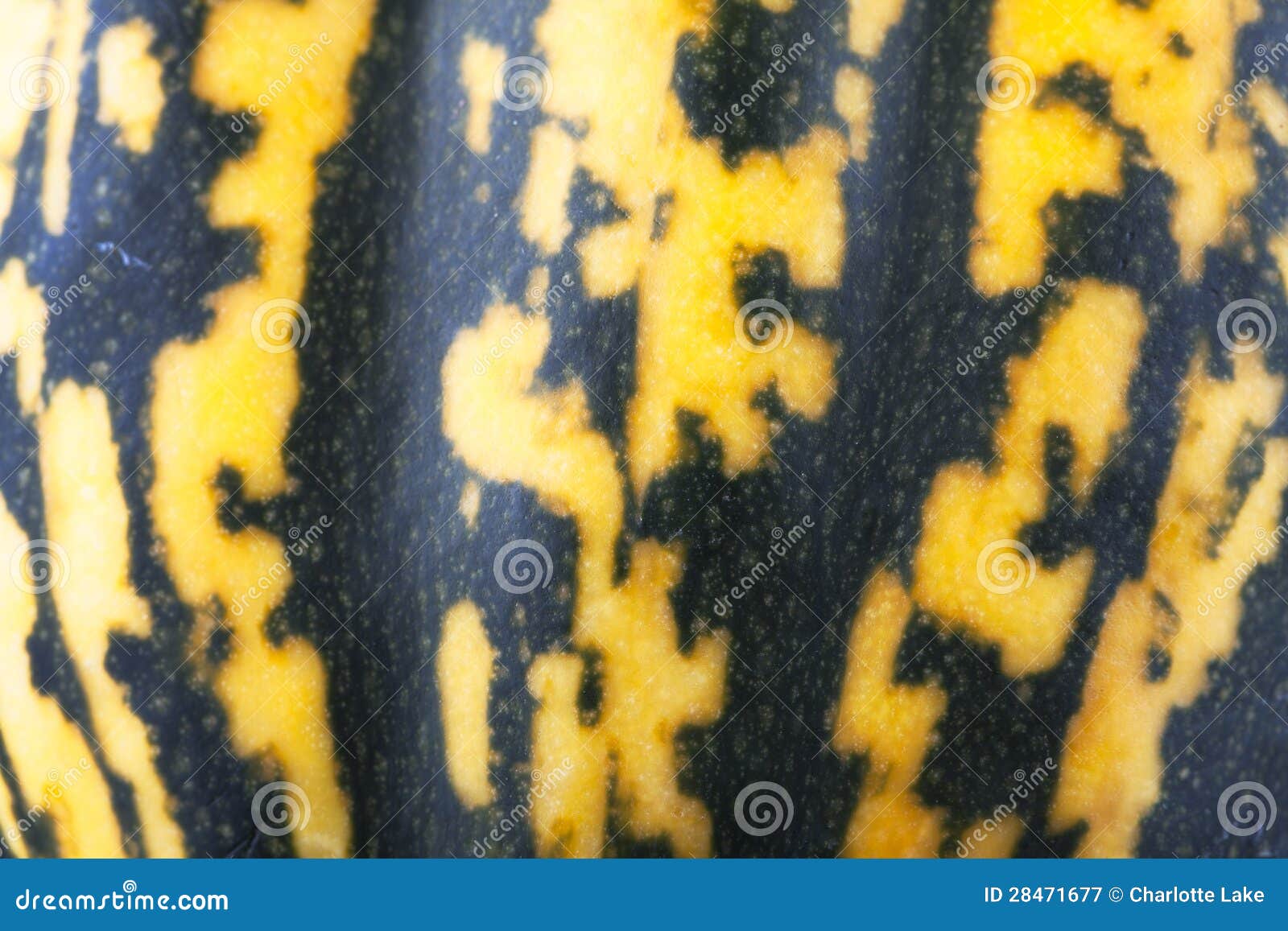 Acorn Squash Texture stock image. Image of stripped, closeup - 28471677