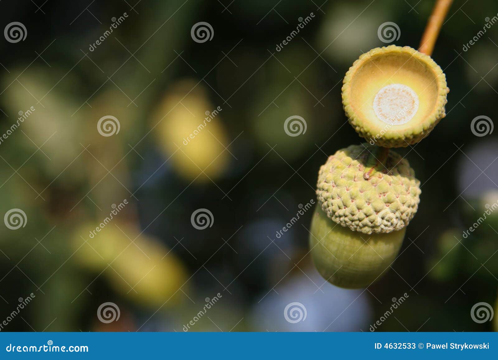 Acorn on a stem stock image. Image of trees, composition - 4632533