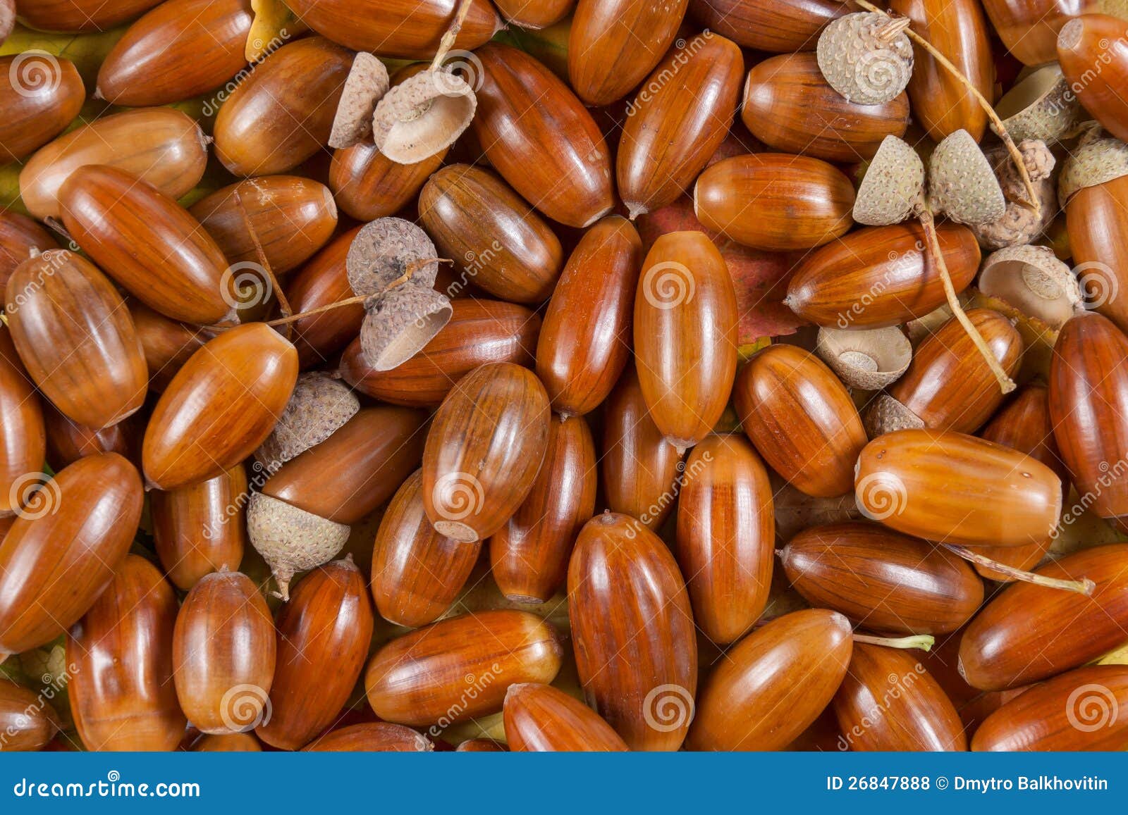 Acorn texture stock photo. Image of color, seasonal, texture - 26847888