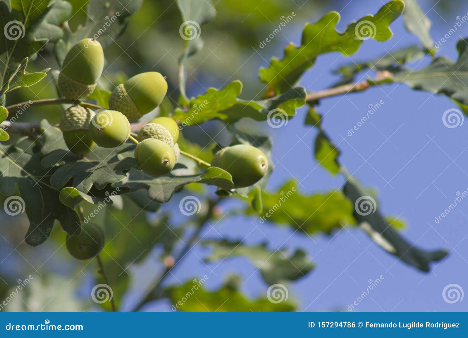 The acorn tree stock photo. Image of acorn, spring, green - 157294786