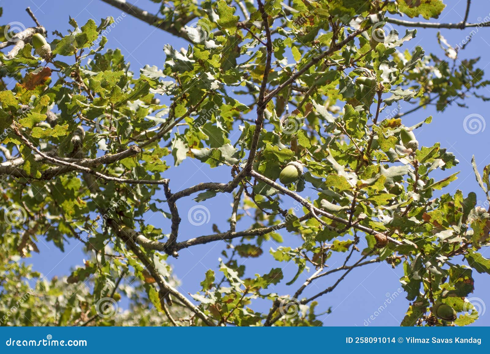 Acorn Tree and Oak Nut in Nature. Stock Photo - Image of botany, fruit ...