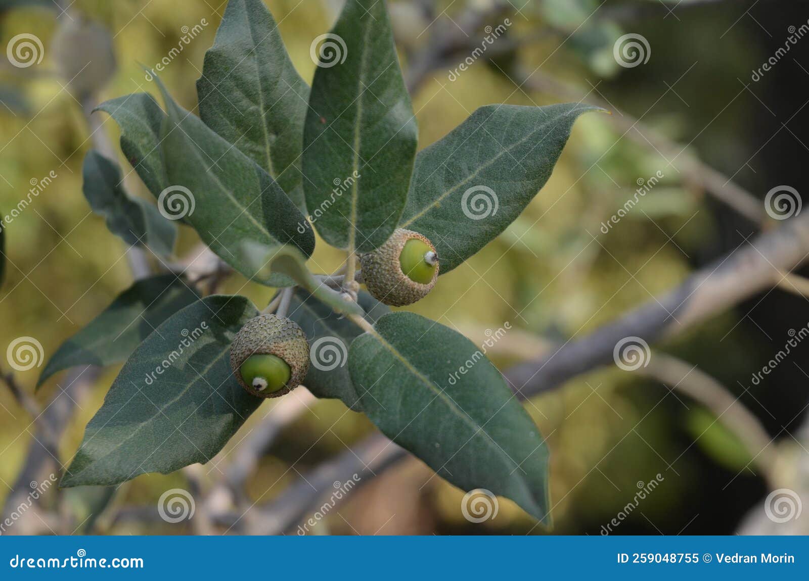 The Acorn Tree or Oaknut Whit Green Leafs Stock Image - Image of shrub ...