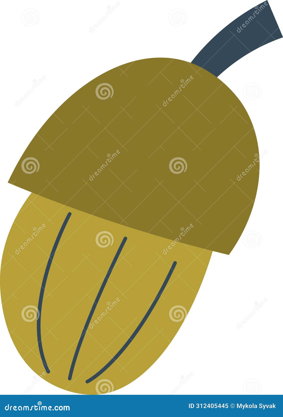 Acorn, Or Oak Nut, Is The Nut Of The Oak Tree And Their Close Relatives ...