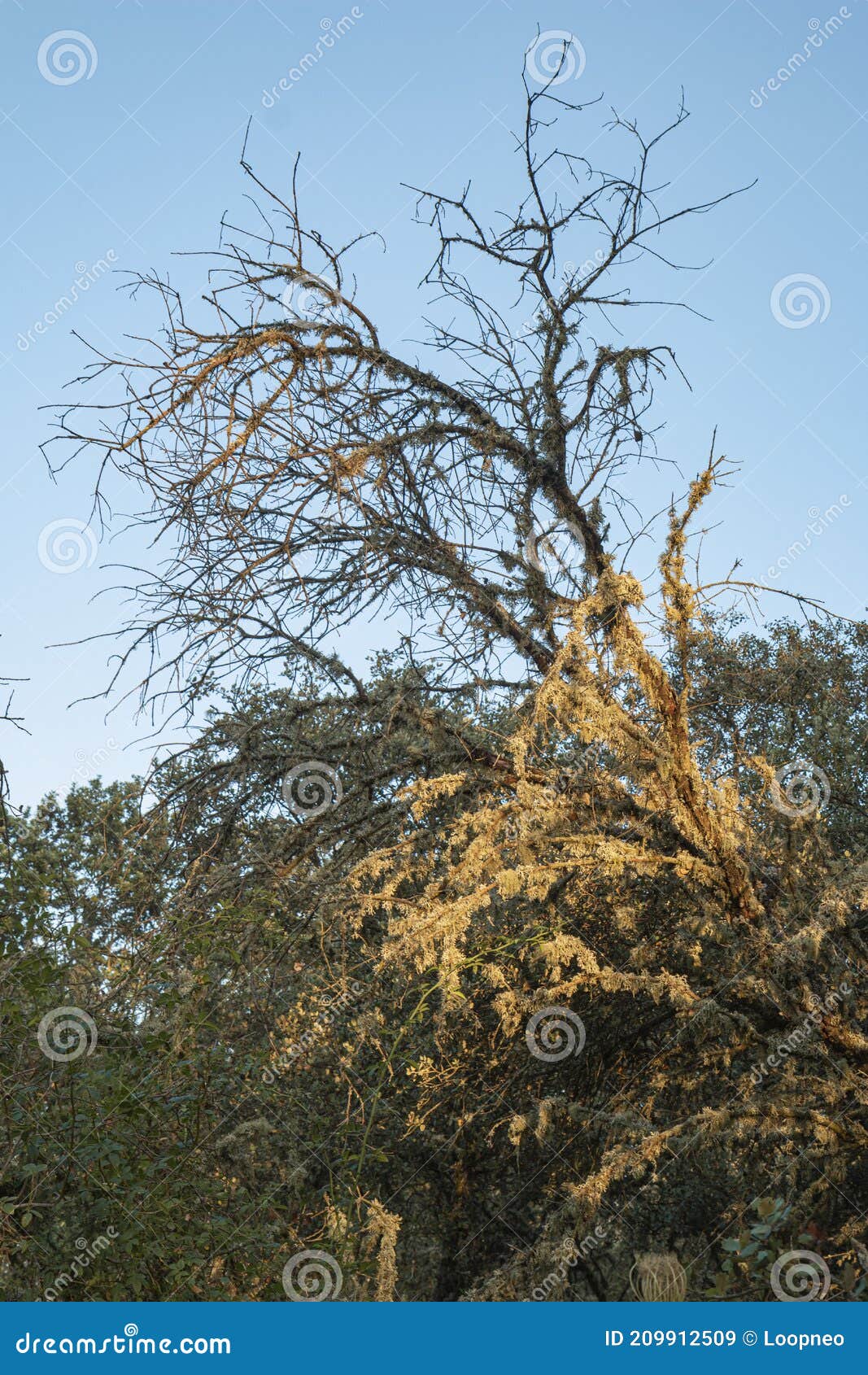 Acorn Trees in Andalusia Spain Stock Image - Image of botany, fruit ...