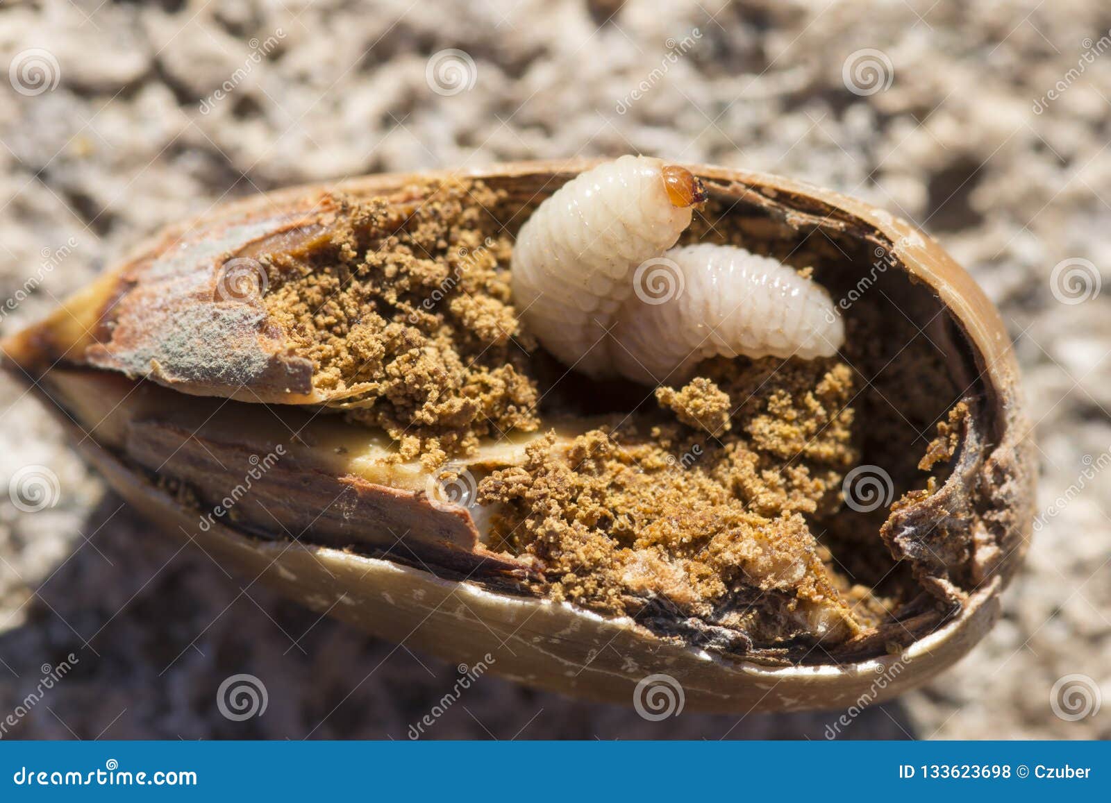 Acorn Weevil. Curculio Glandium Is A Species Of Carpophagus Weevil ...