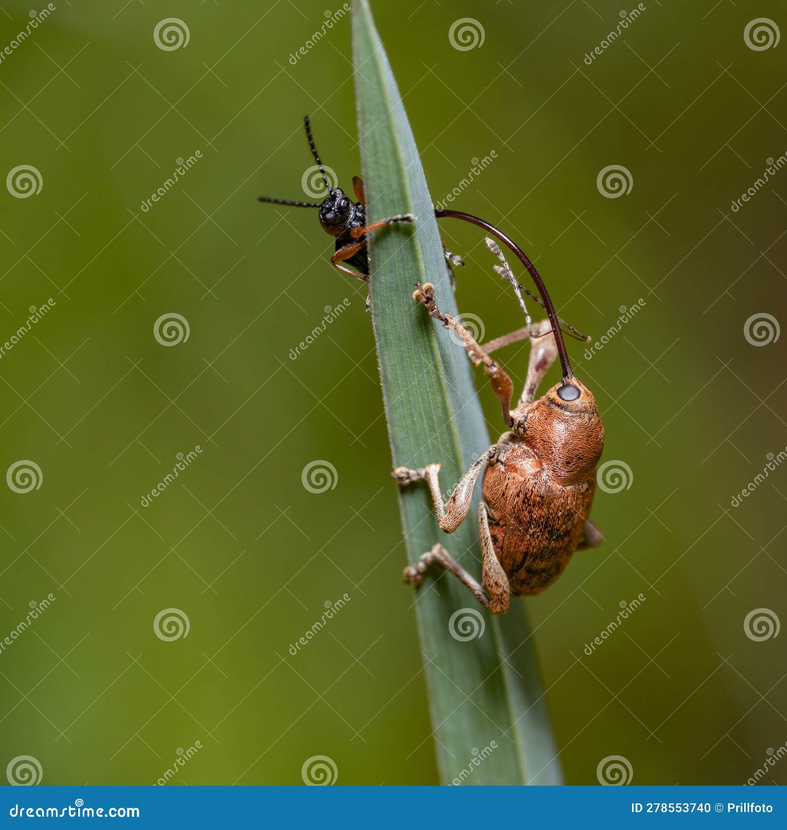 Acorn weevil stock photo. Image of insect, weevil, curculio - 278553740